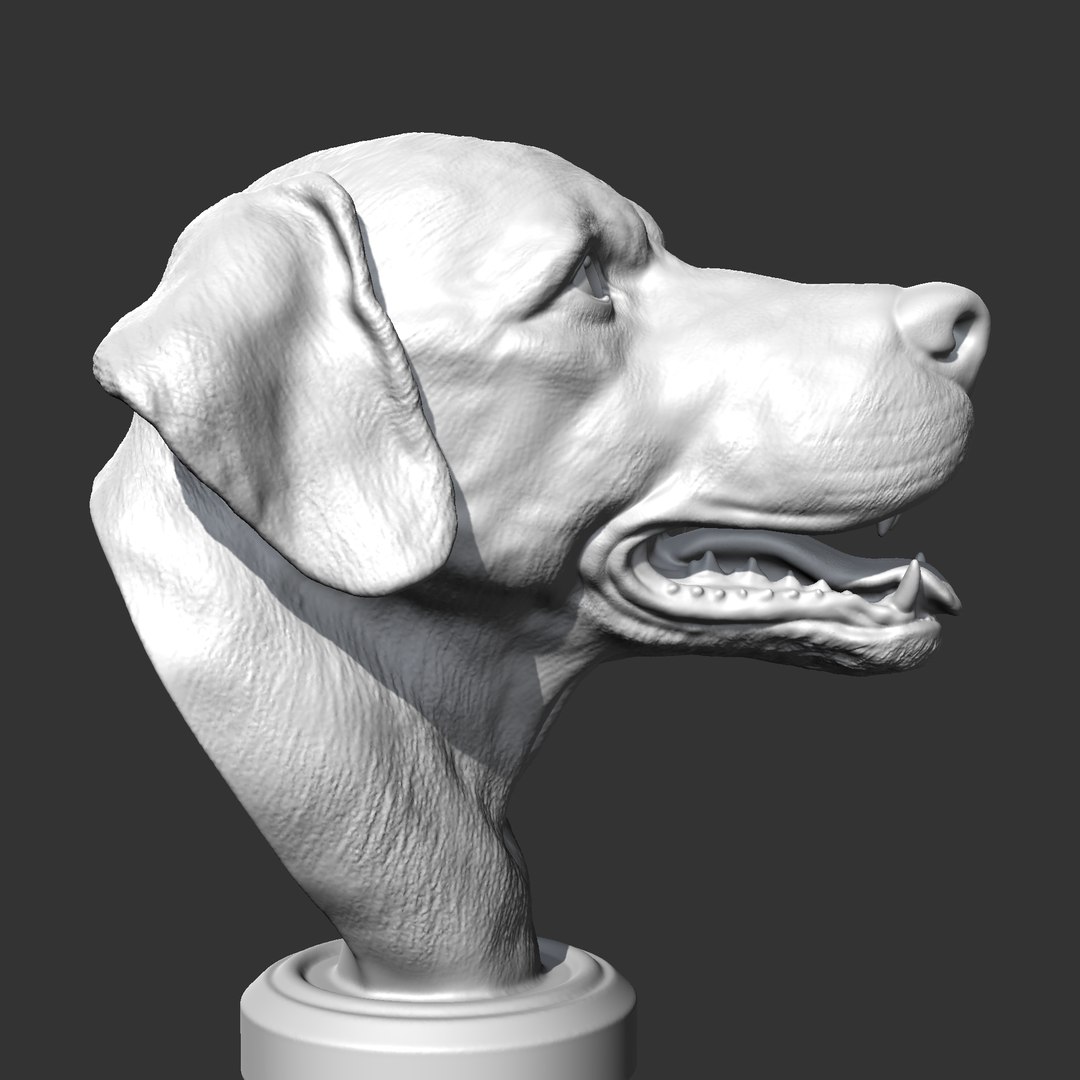 Labrador Retrieve Head AM26 3D Print Model Model - TurboSquid 2184949