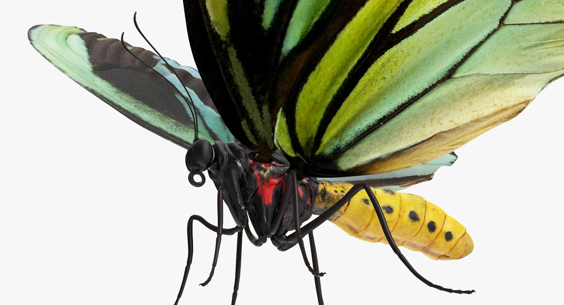 3D queen alexandras birdwing butterfly - TurboSquid 1171006
