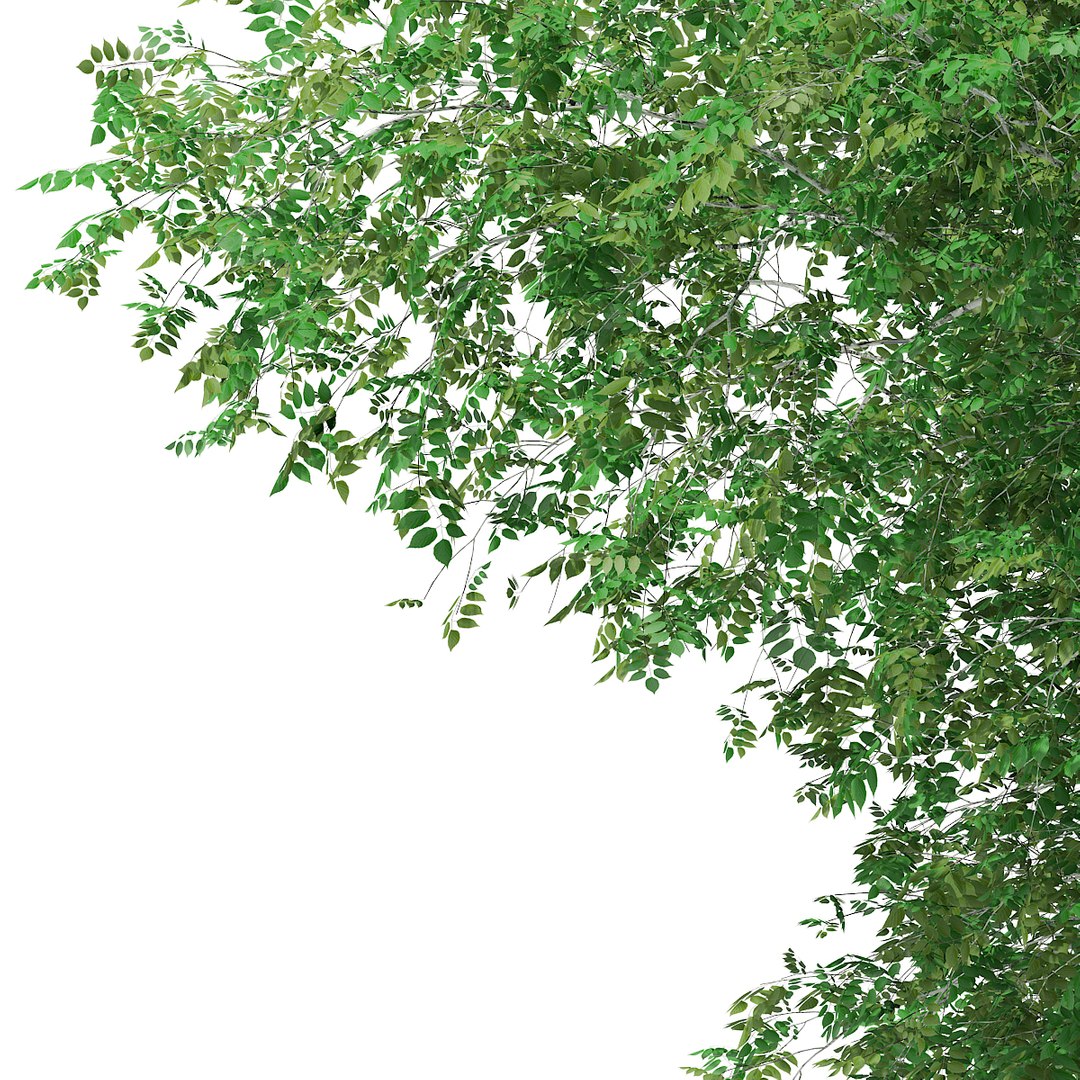 3d Model Of Silver Birch Tree Betula