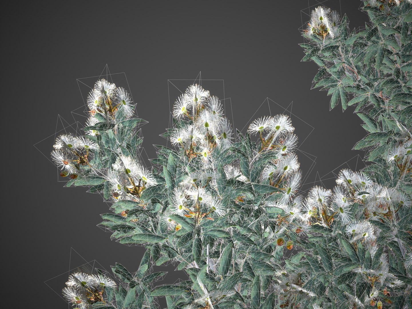 2021 PBR White Mallee Collection - Eucalyptus Dumosa 3D Model ...
