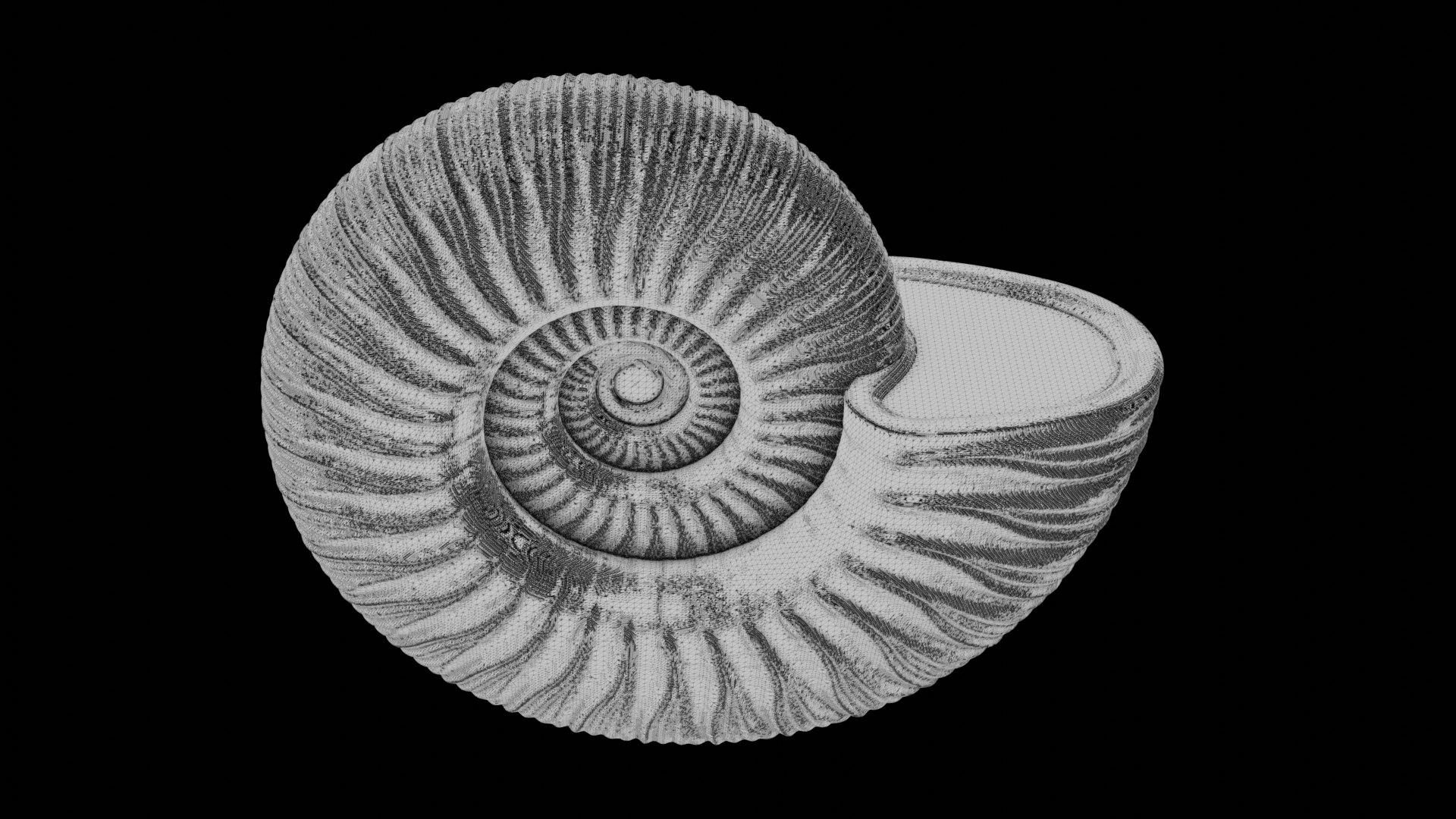 3D Ammonoid Shell With Virgatotome Ribs - TurboSquid 2296644
