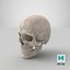 3D Male Skull - TurboSquid 1385650