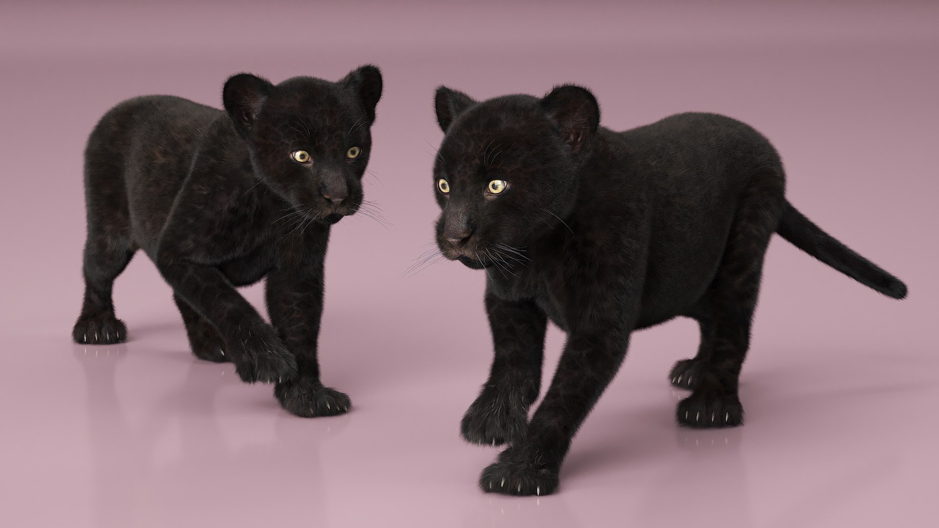 Panther Cub Fur Rigged Model - TurboSquid 2335673