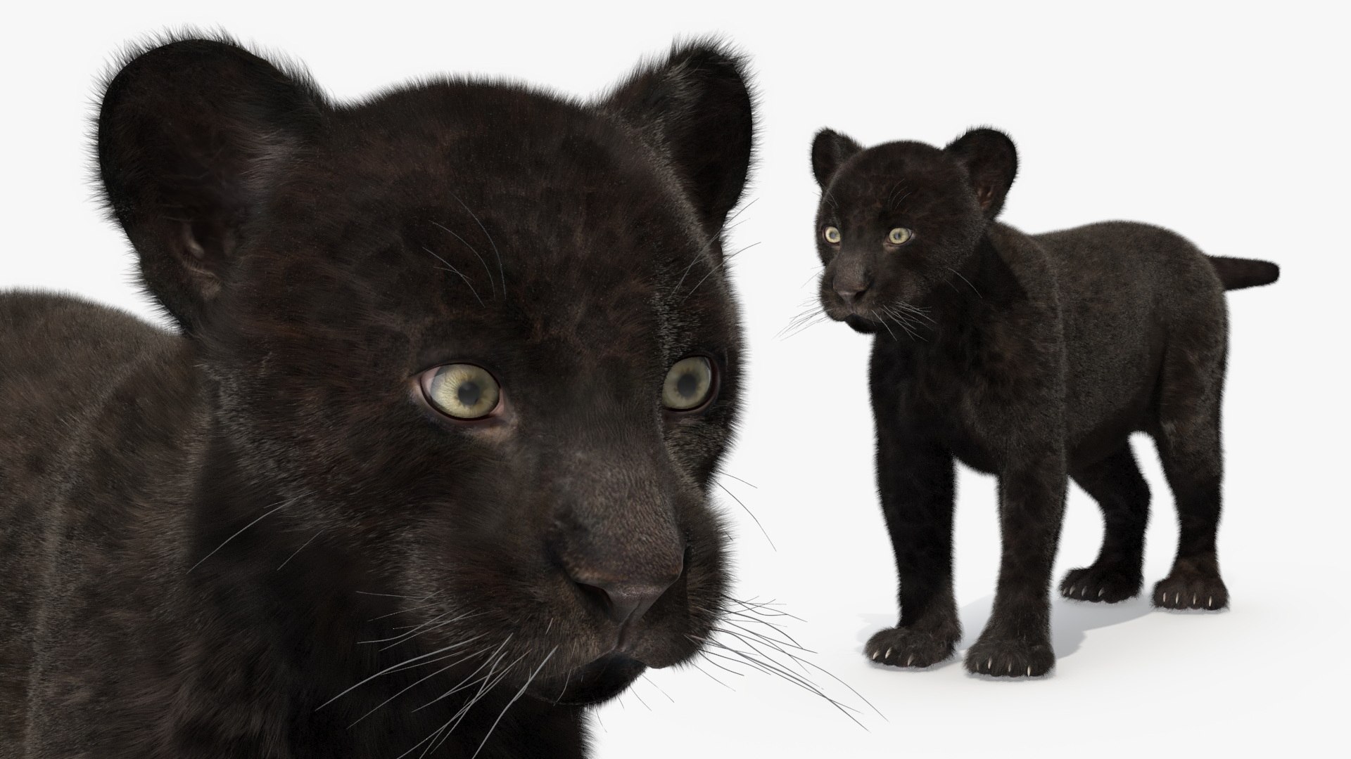 Panther Cub Fur Rigged Model - TurboSquid 2335673