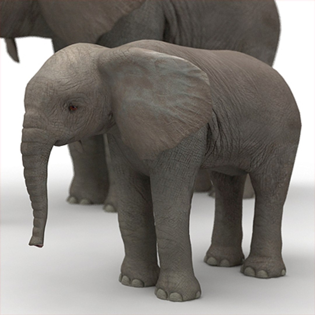 baby elephant 3d model