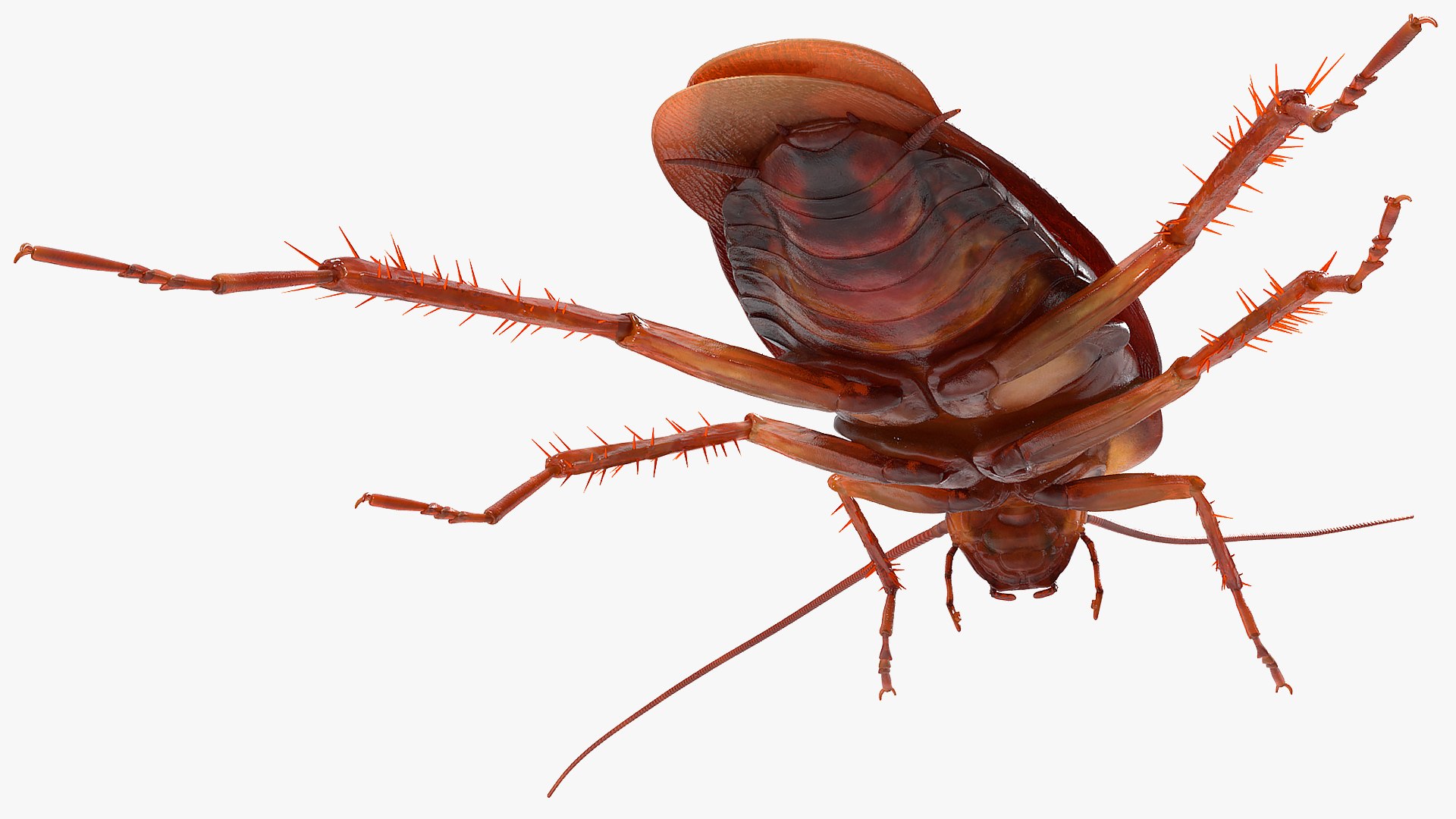 3D Animated Cockroach Spinning Rigged For Maya Model - TurboSquid 2105624