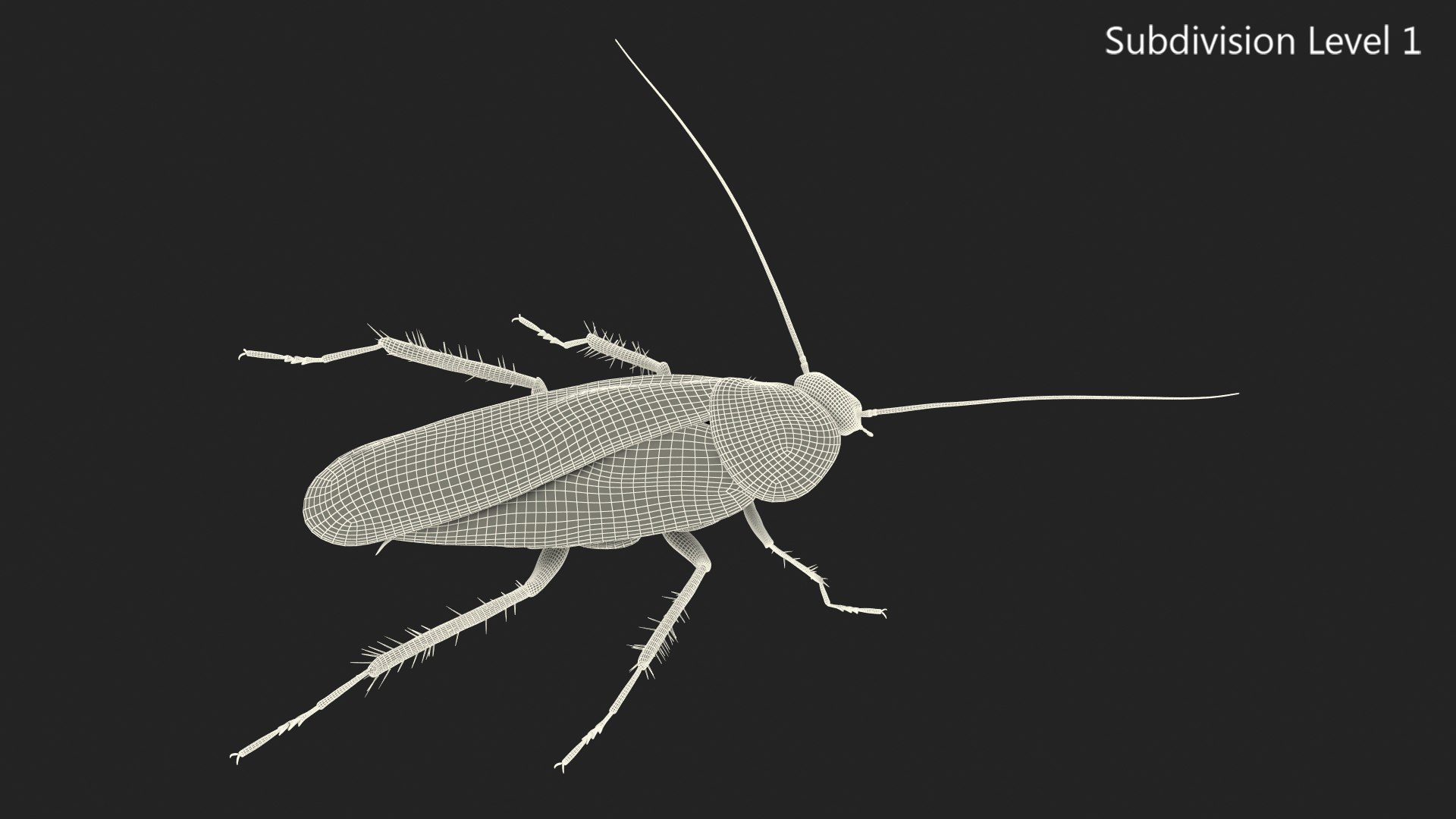 3D Animated Cockroach Spinning Rigged For Maya Model - TurboSquid 2105624