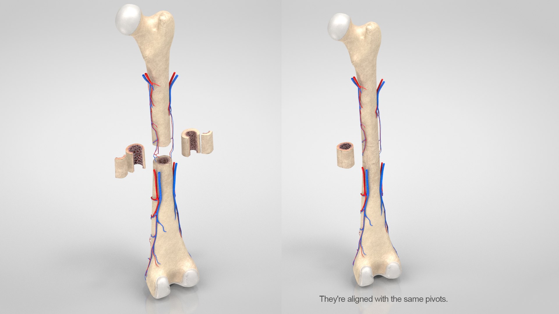 Inside Bone With Healthy And Osteoporotic Section Model - TurboSquid ...