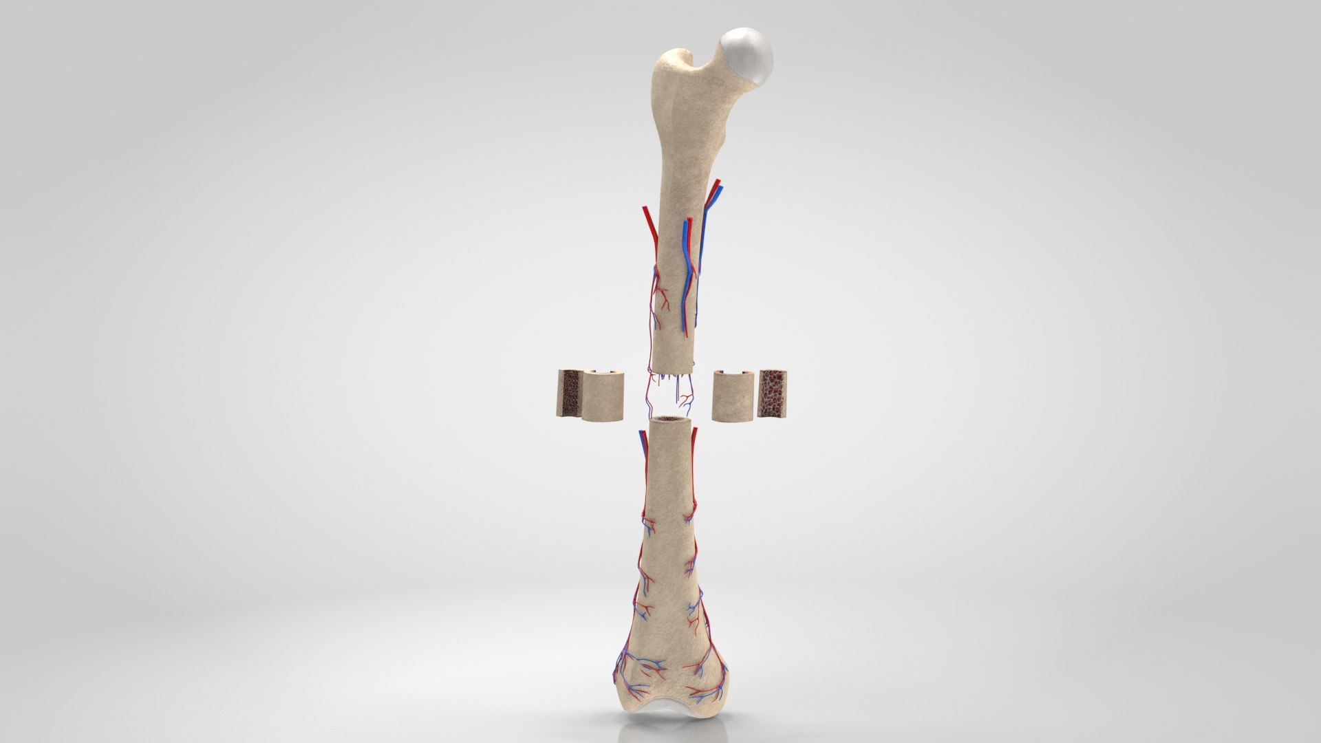 Inside Bone With Healthy And Osteoporotic Section Model - TurboSquid ...