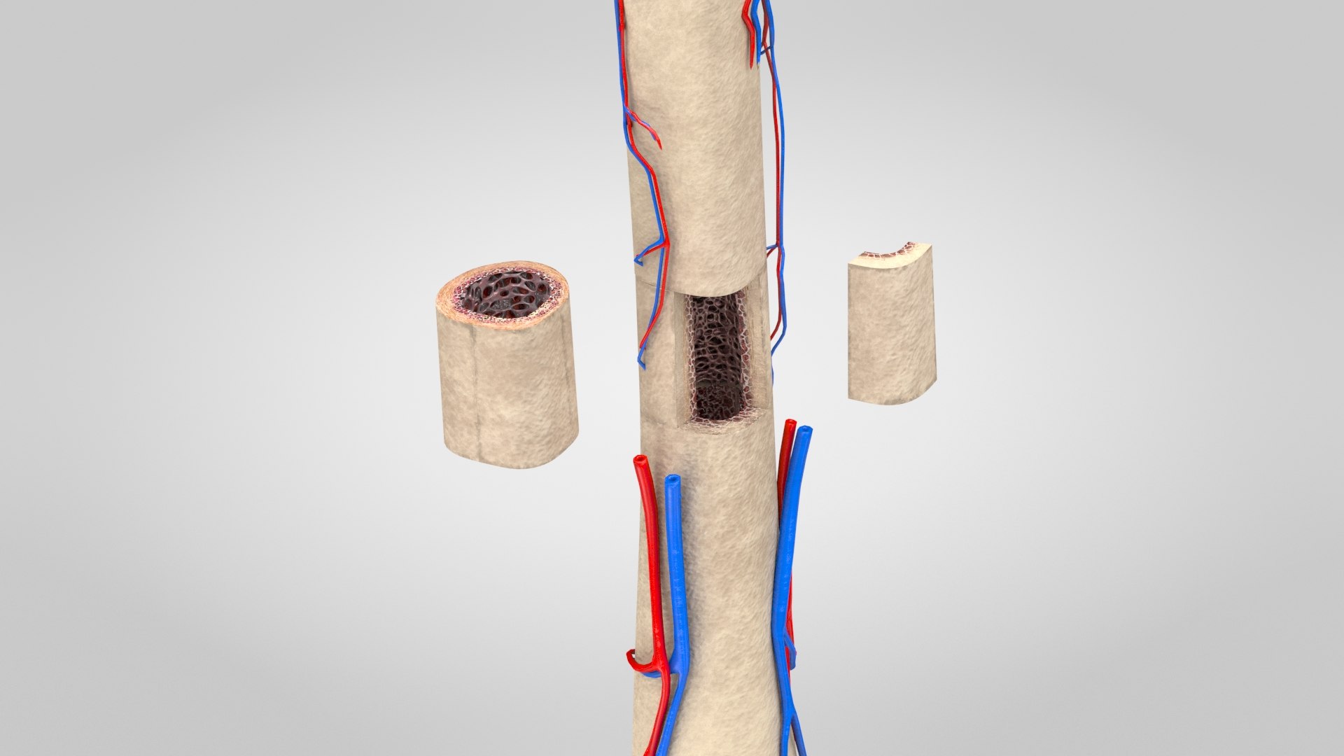Inside bone with Healthy and osteoporotic section model - TurboSquid ...