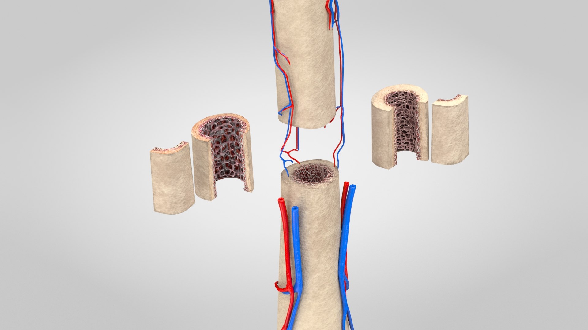 Inside bone with Healthy and osteoporotic section model - TurboSquid ...