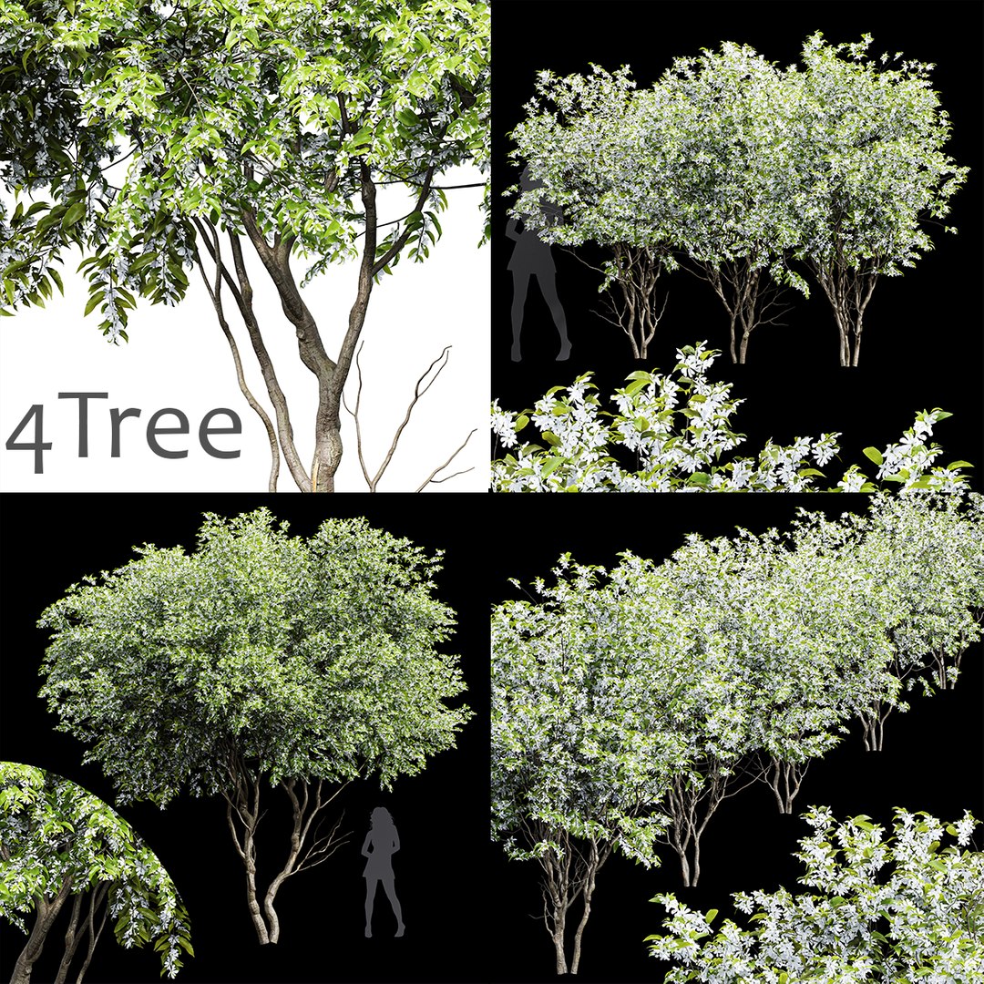 3D Model 4 Diffrent Tree Amelanchier Lamarckii Tree - TurboSquid 1912752