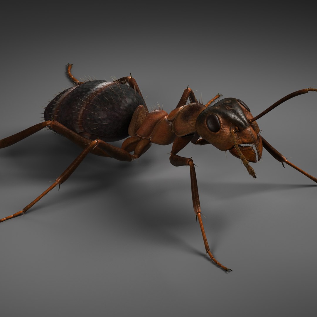 3d model red ant