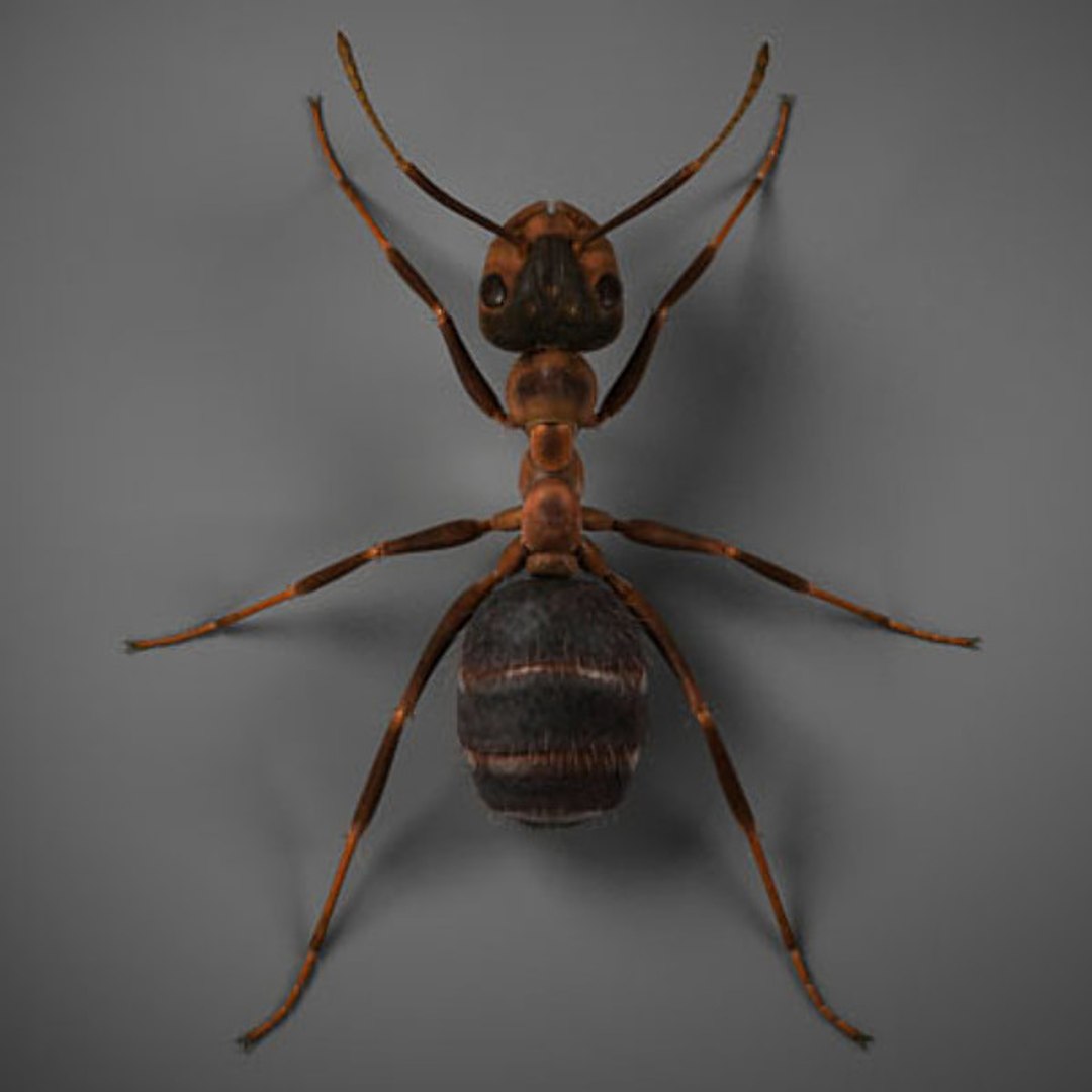 3d model red ant