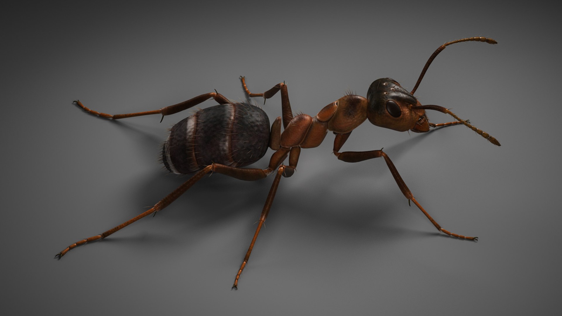 3d model red ant