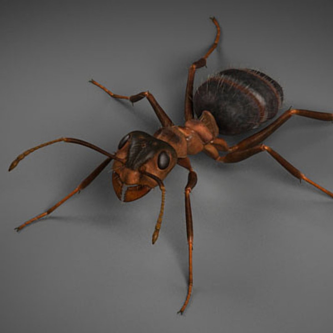 3d model red ant