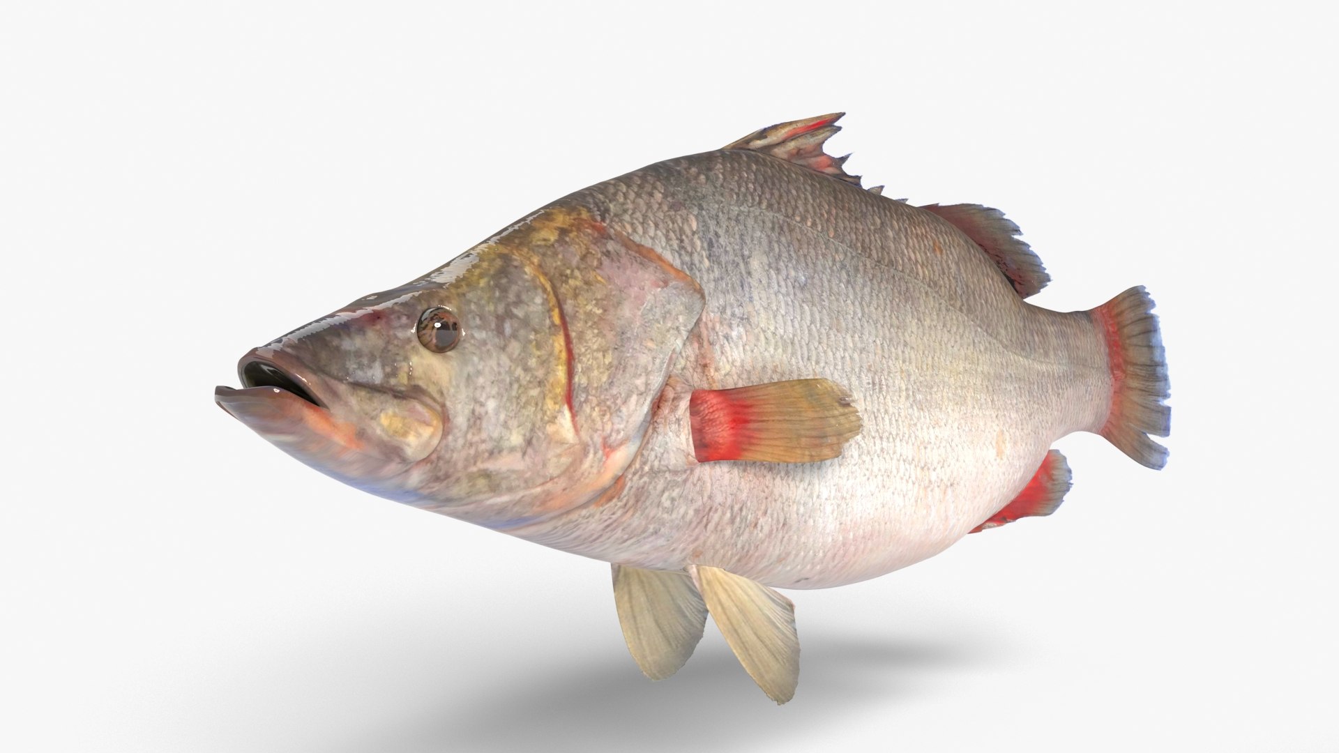 Nile Perch 3D Model - TurboSquid 1895760
