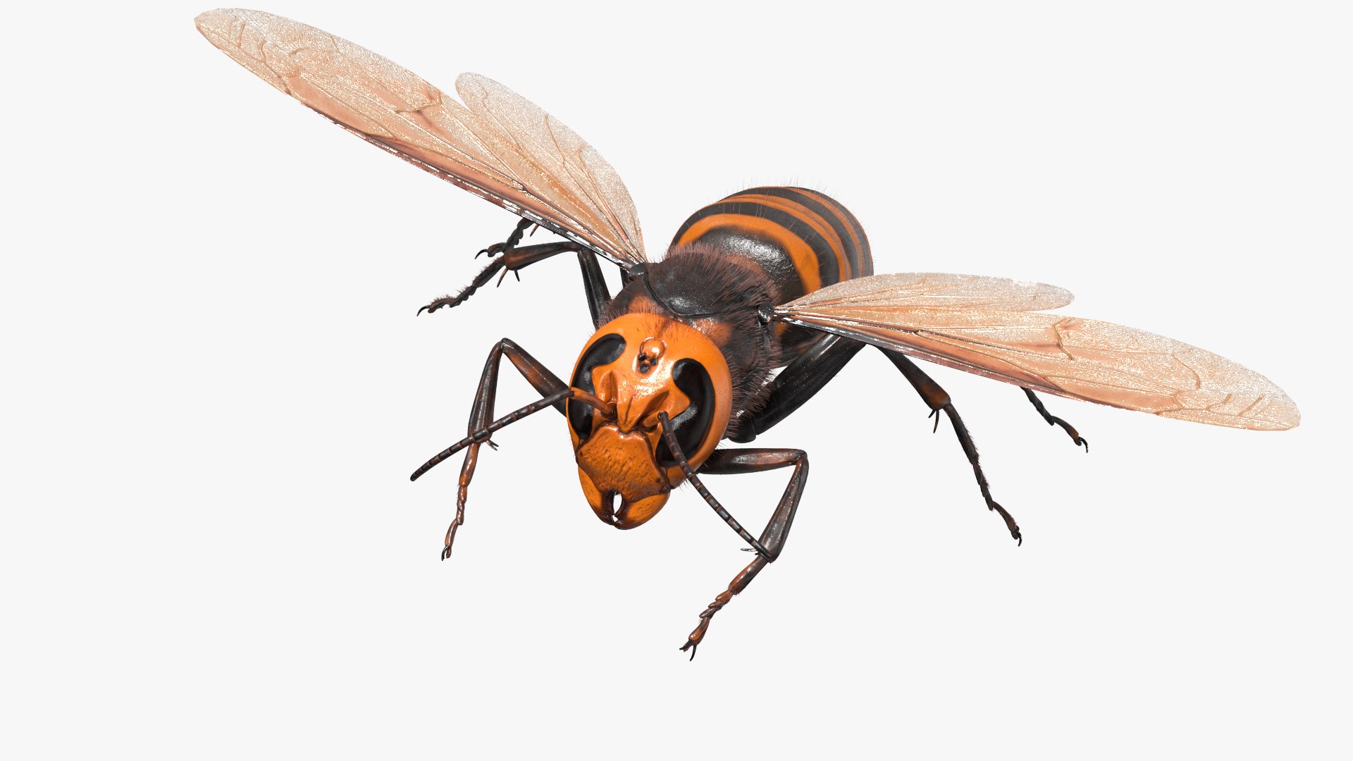 3D Model Giant Asian Hornet Fur Flying Pose - TurboSquid 2273676
