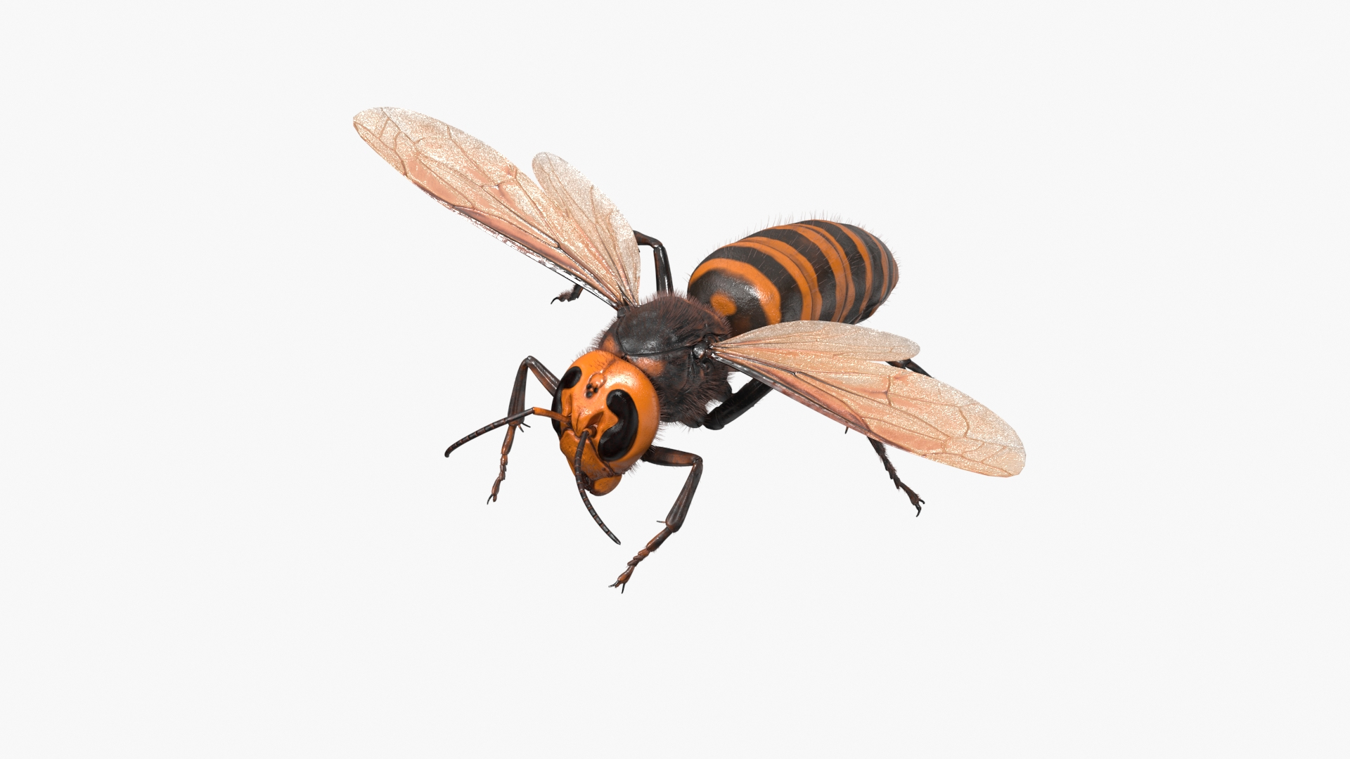 3D Model Giant Asian Hornet Fur Flying Pose - TurboSquid 2273676