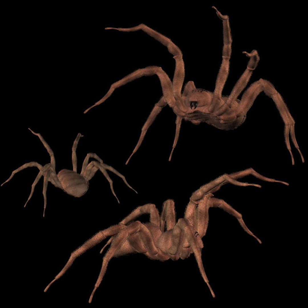 Spider Pzspdr Trn Pz3