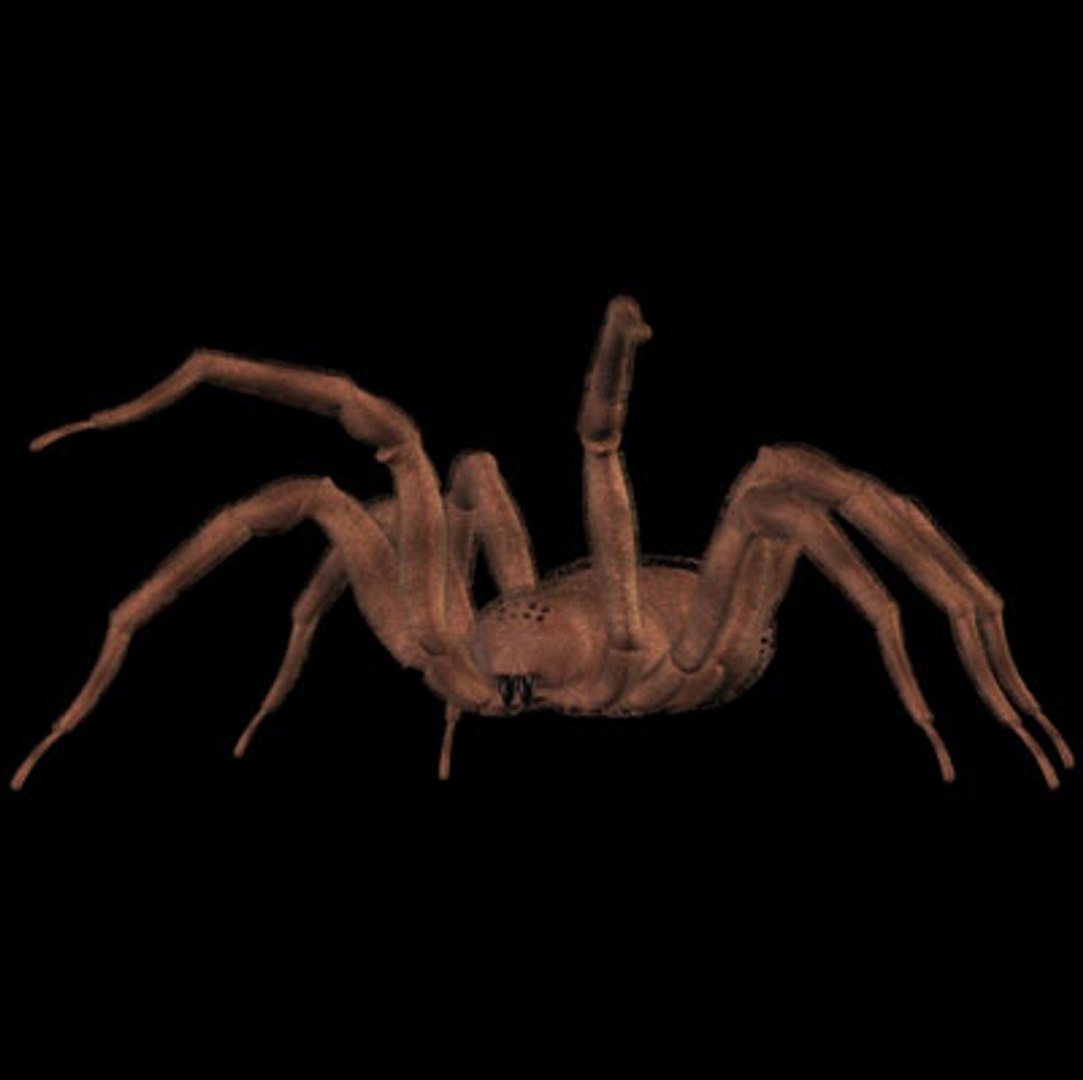 Spider Pzspdr Trn Pz3