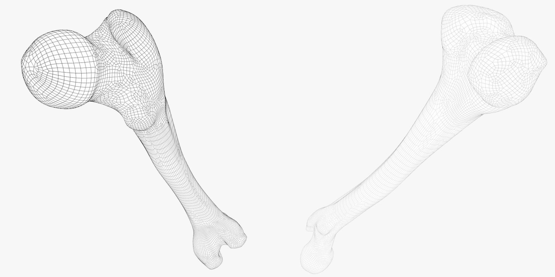 Anatomy - Human Femur 3d Model