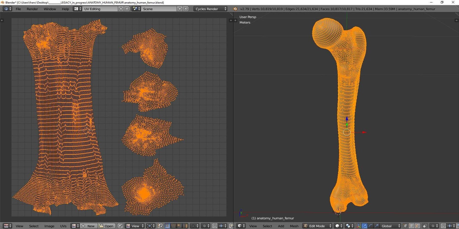 Anatomy - Human Femur 3d Model
