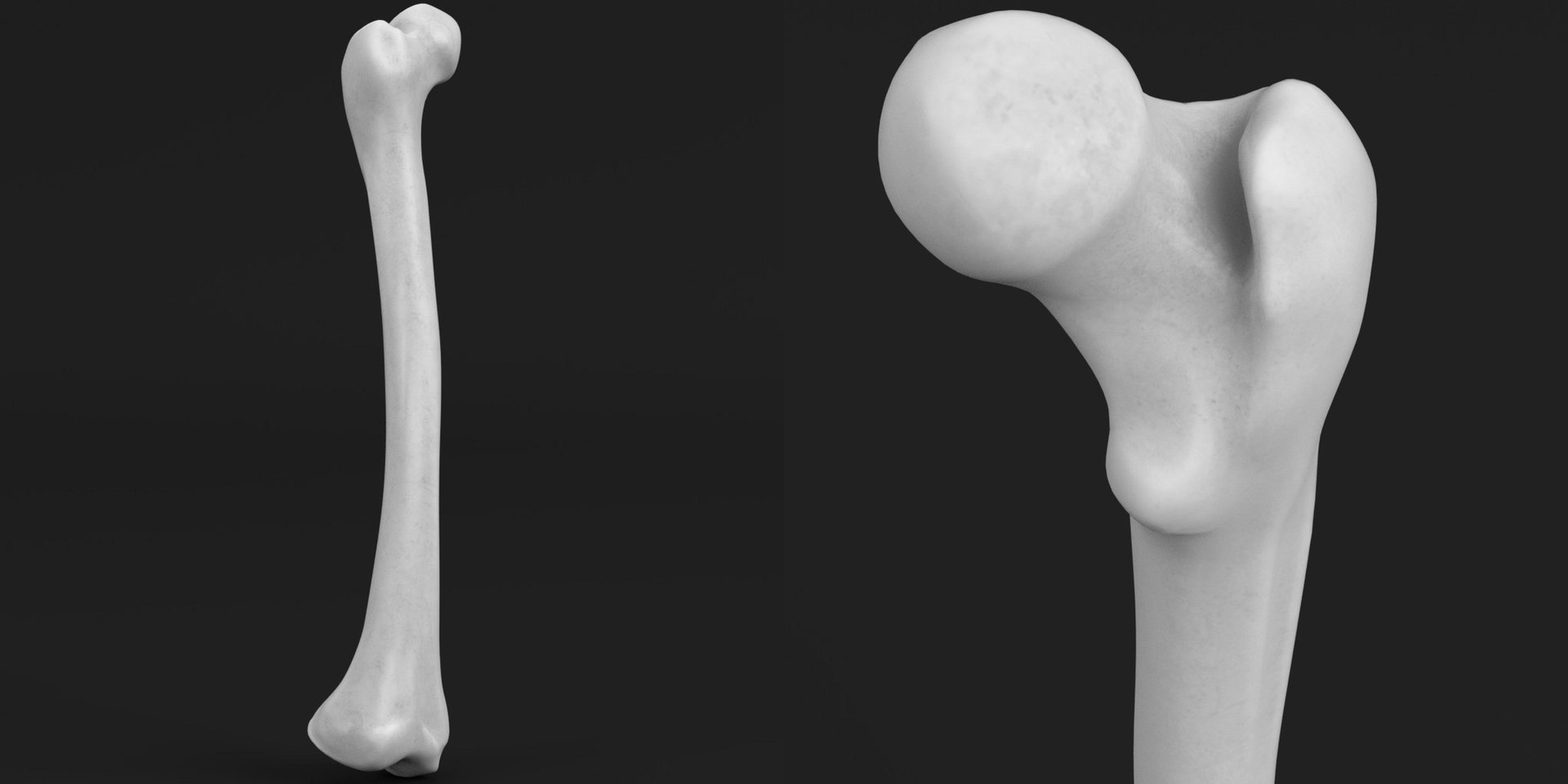 Anatomy - Human Femur 3d Model