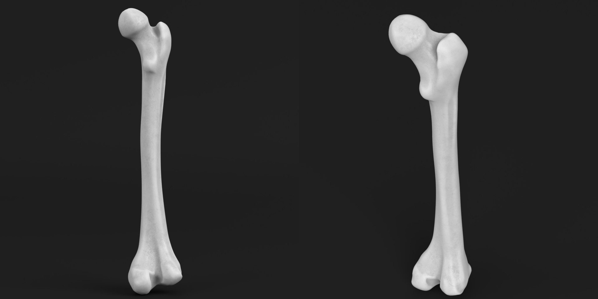 Anatomy - Human Femur 3d Model