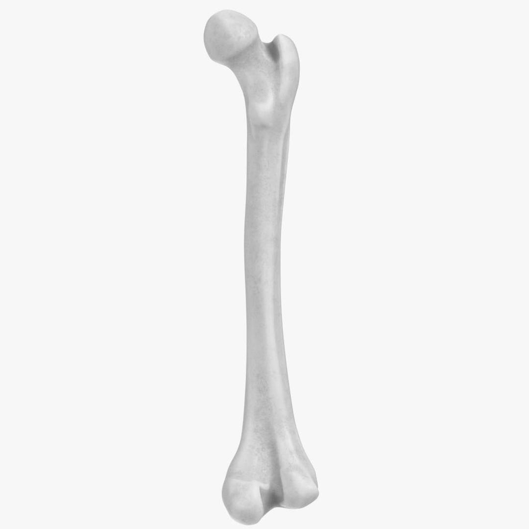 Anatomy - Human Femur 3d Model
