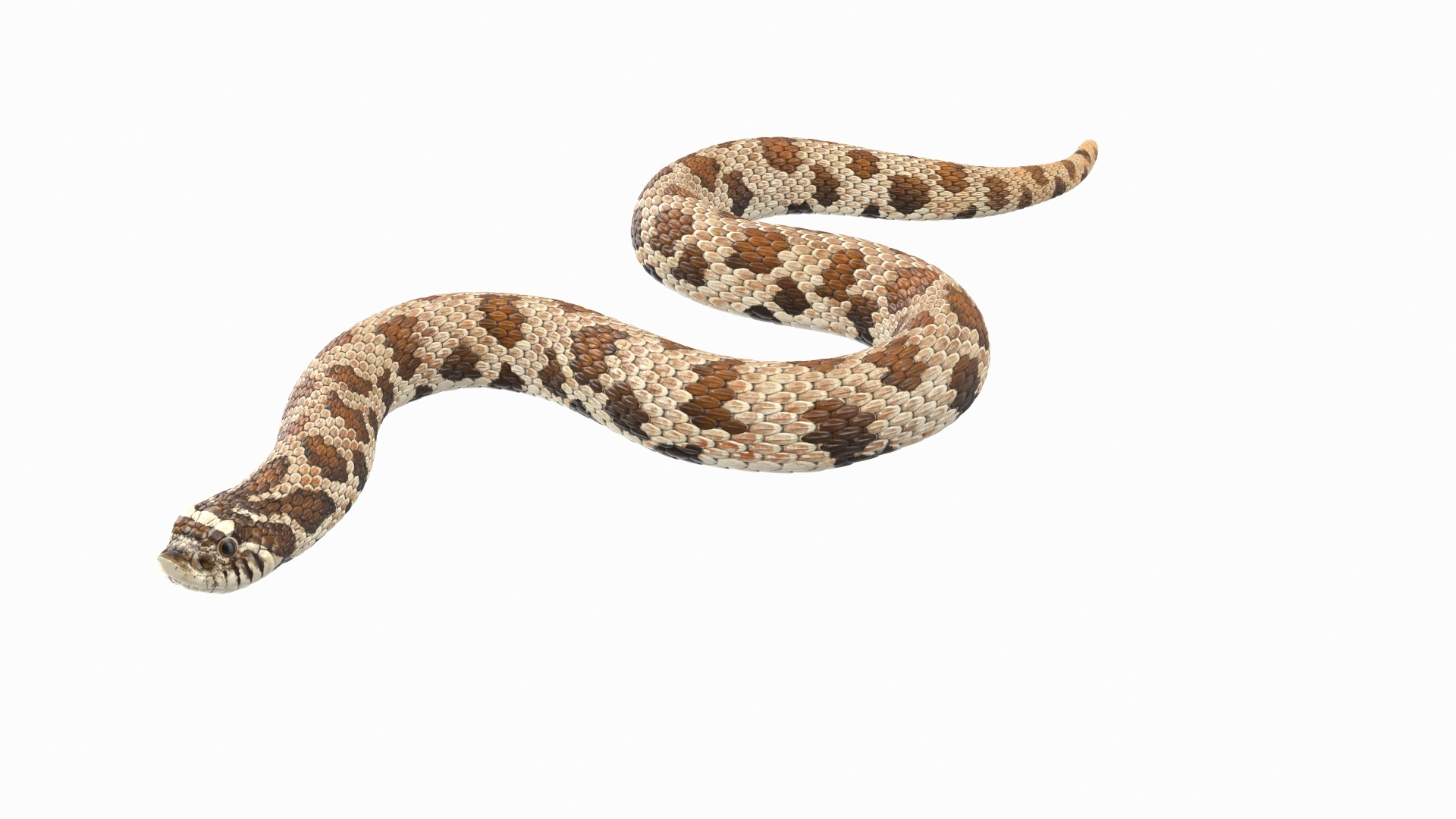 Crawling Brown Hognose Snake 3D - TurboSquid 1475432
