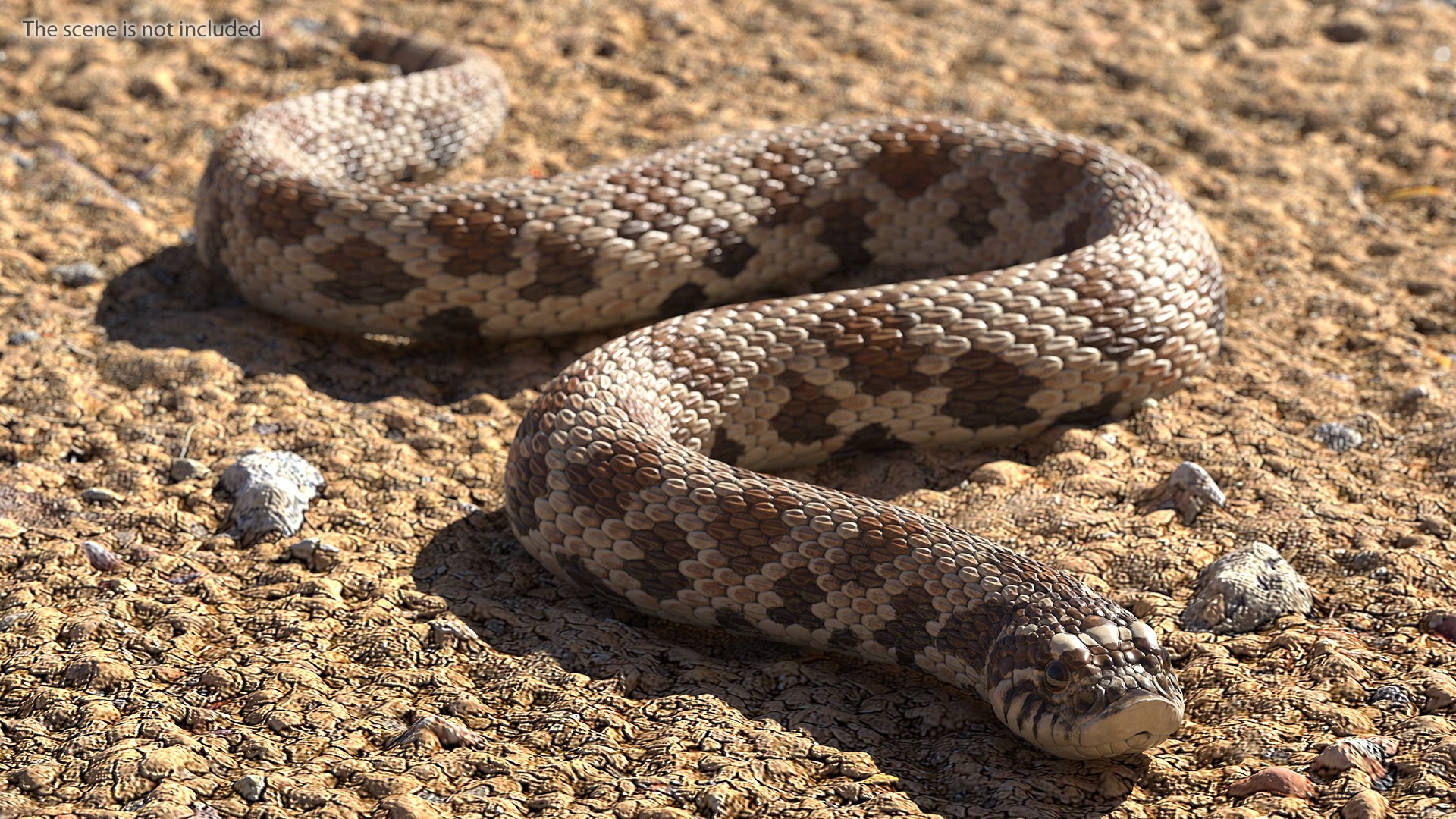 Crawling brown hognose snake 3D - TurboSquid 1475432