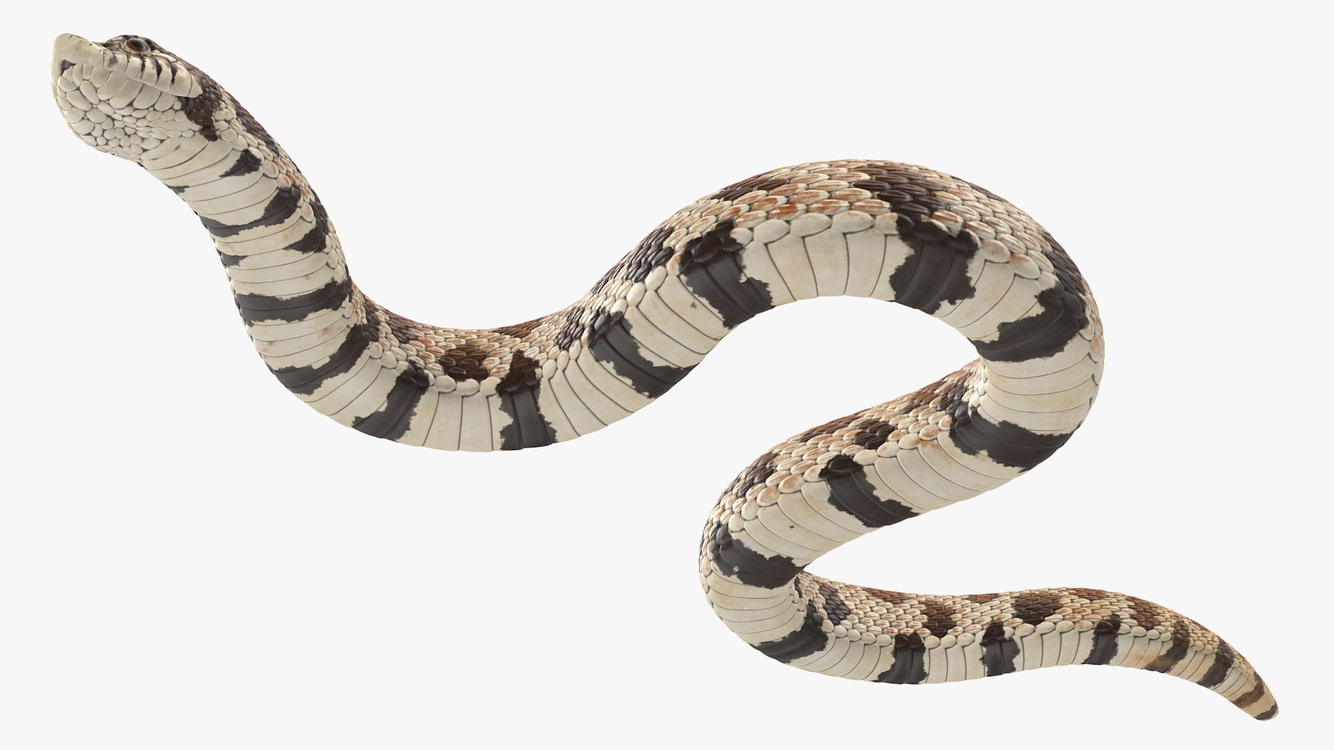 Crawling Brown Hognose Snake 3D - TurboSquid 1475432