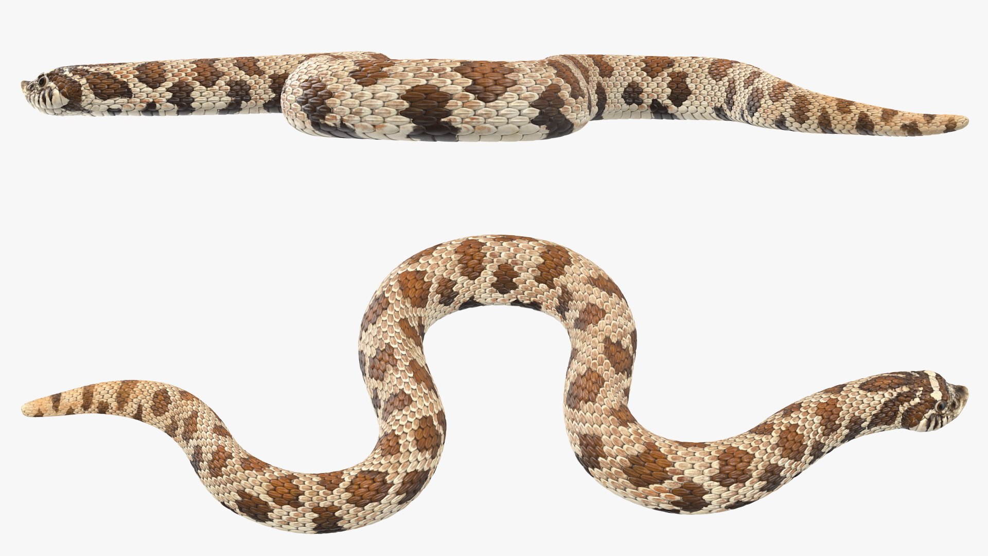 Crawling Brown Hognose Snake 3D - TurboSquid 1475432
