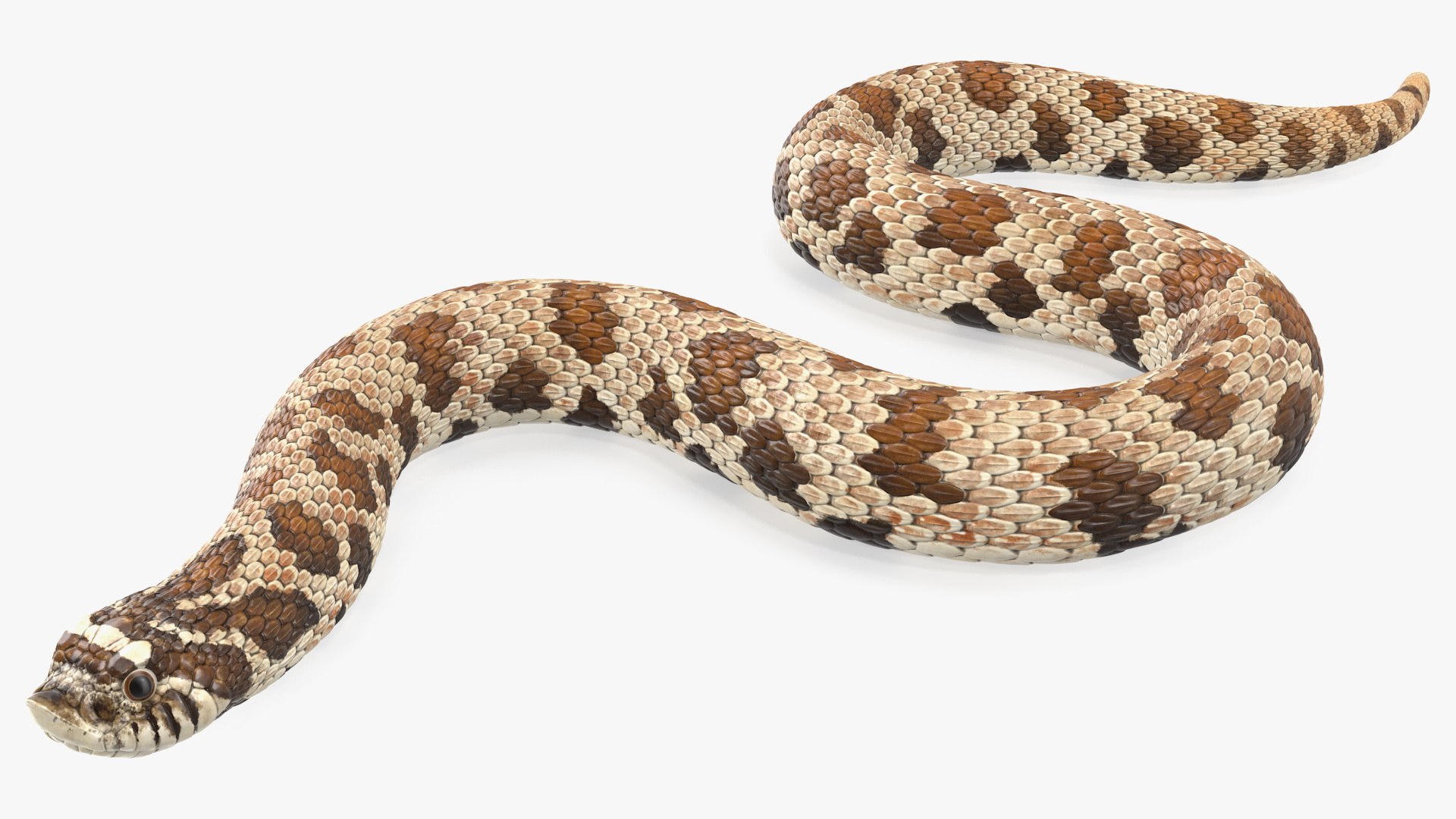 Crawling Brown Hognose Snake 3D - TurboSquid 1475432
