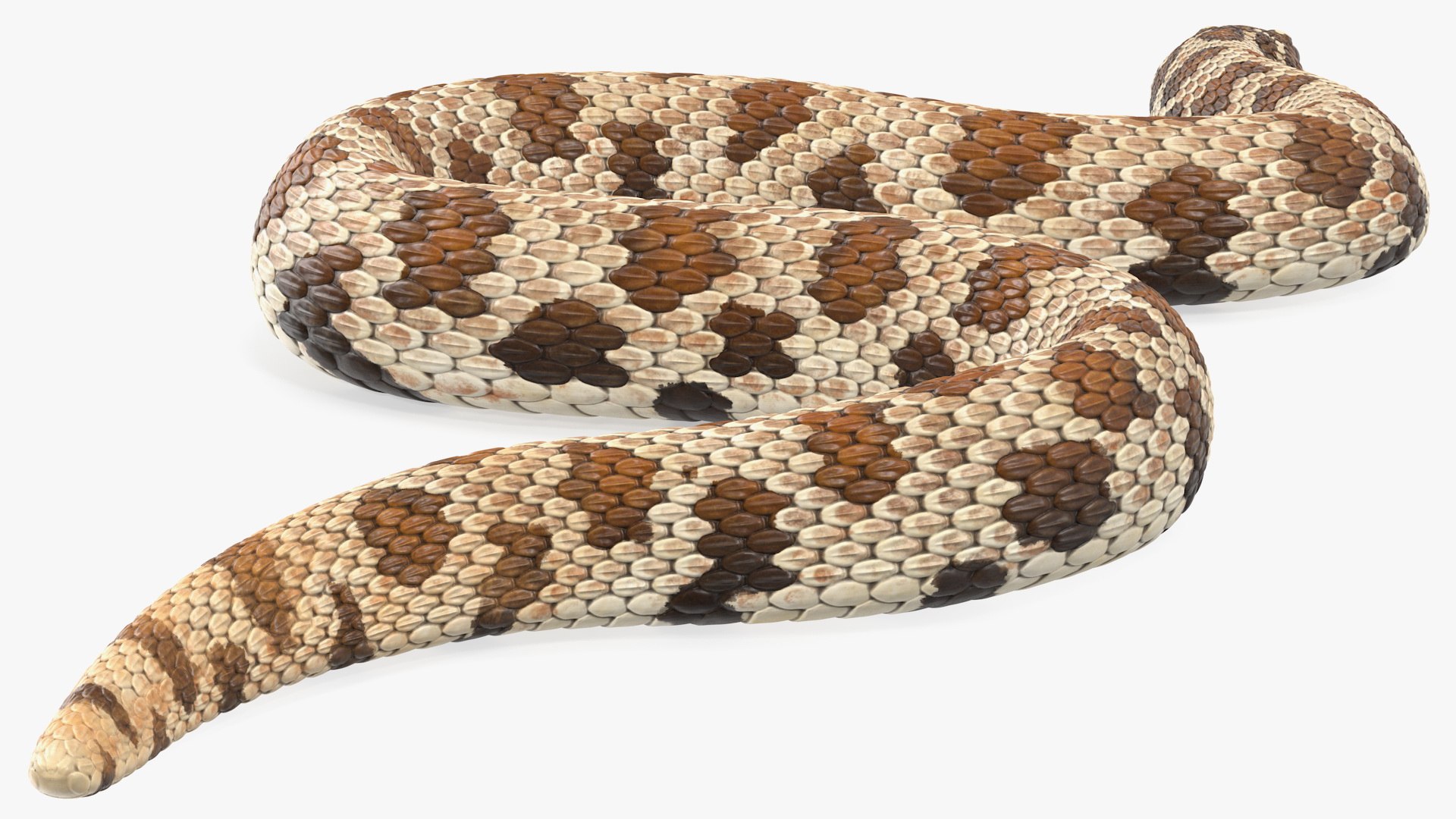 Crawling Brown Hognose Snake 3D - TurboSquid 1475432