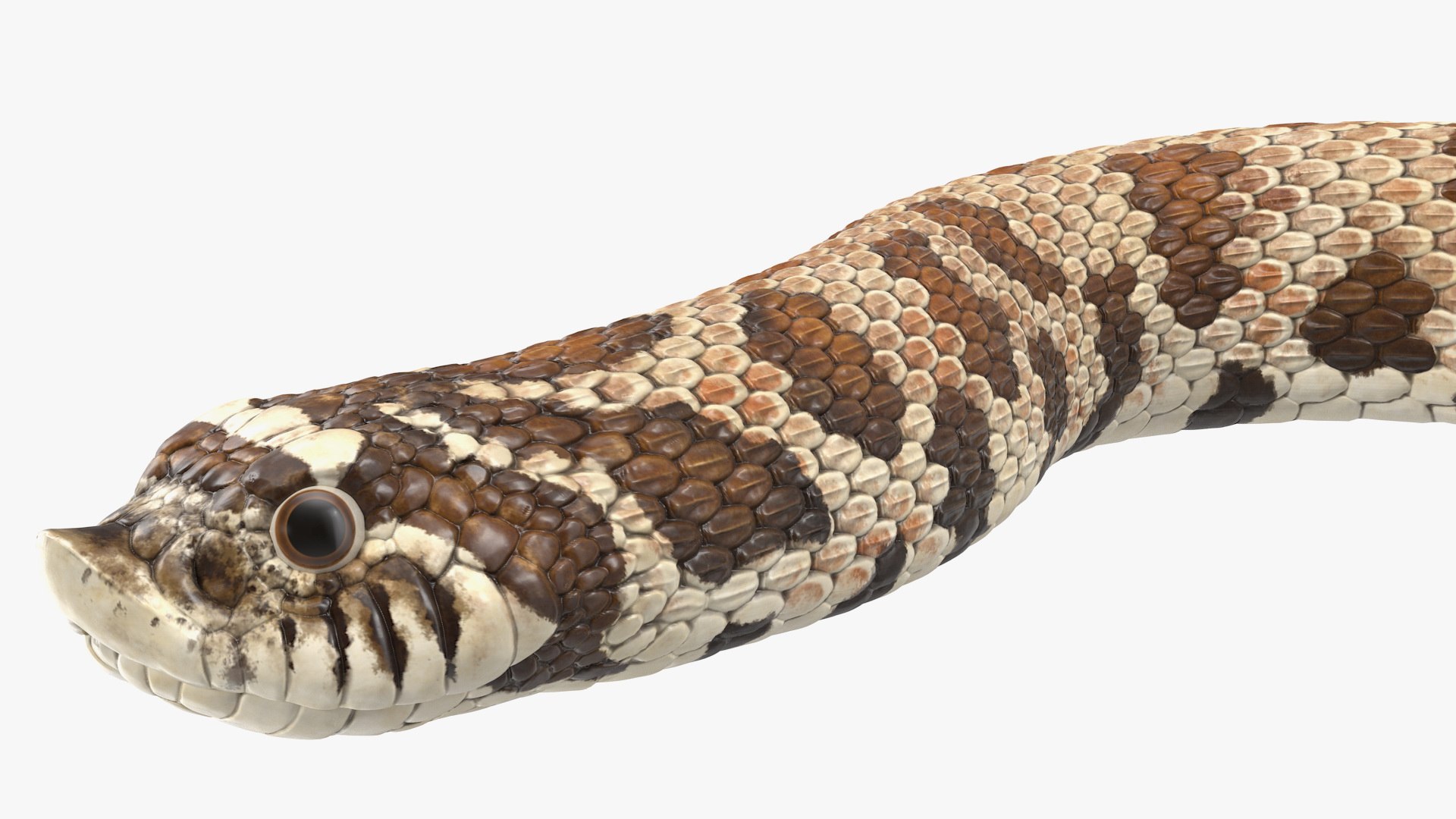 Crawling Brown Hognose Snake 3D - TurboSquid 1475432