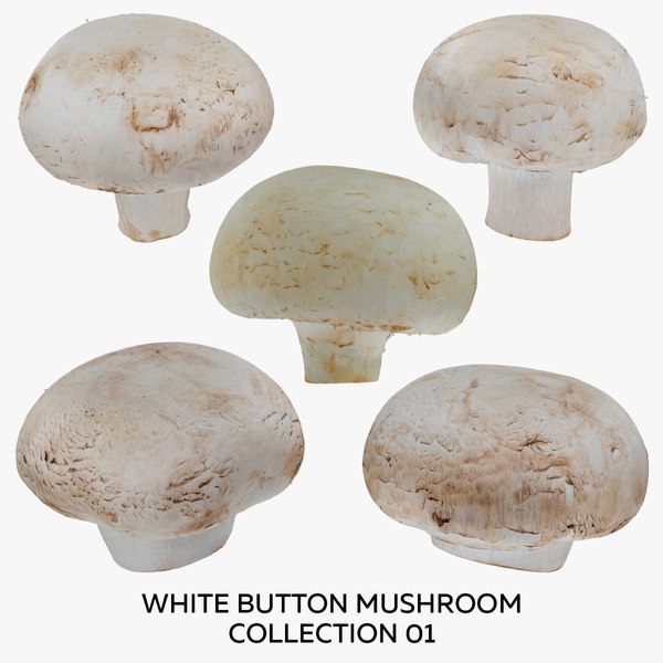 Button Mushroom 3D Models for Download | TurboSquid