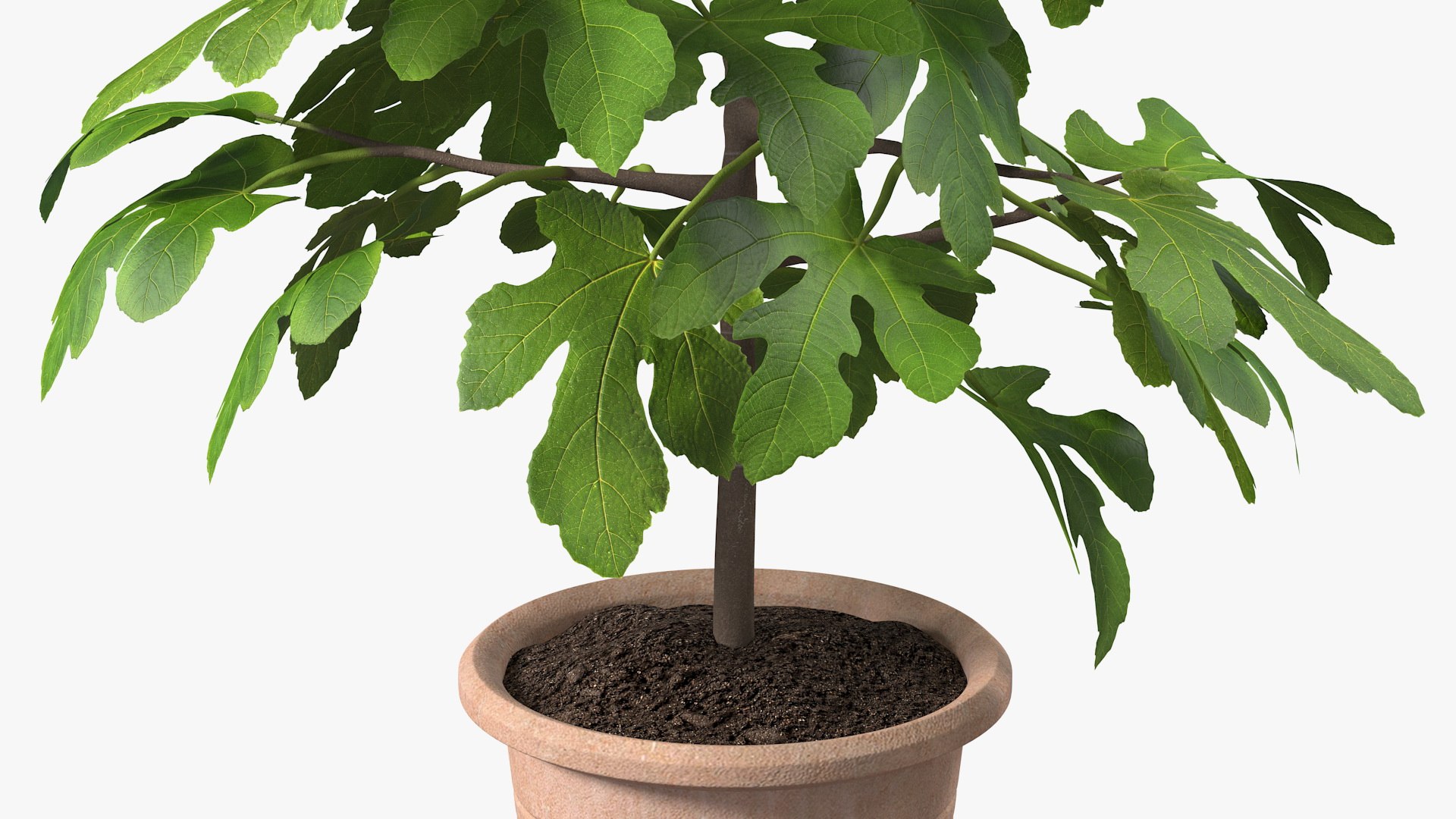 3D potted small fig tree - TurboSquid 1681591