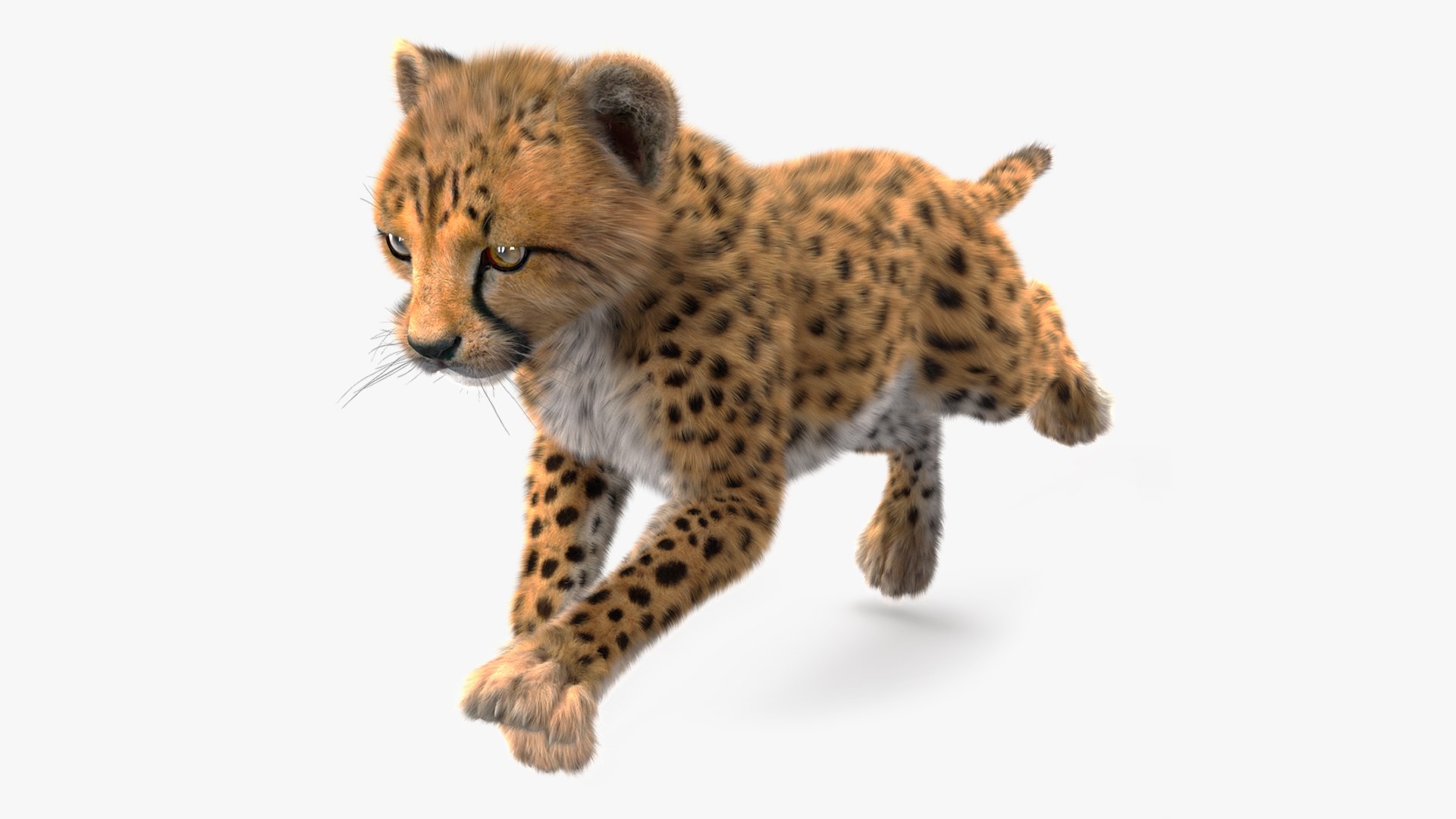 3D Cheetah Cub Running Pose Fur - TurboSquid 2359082