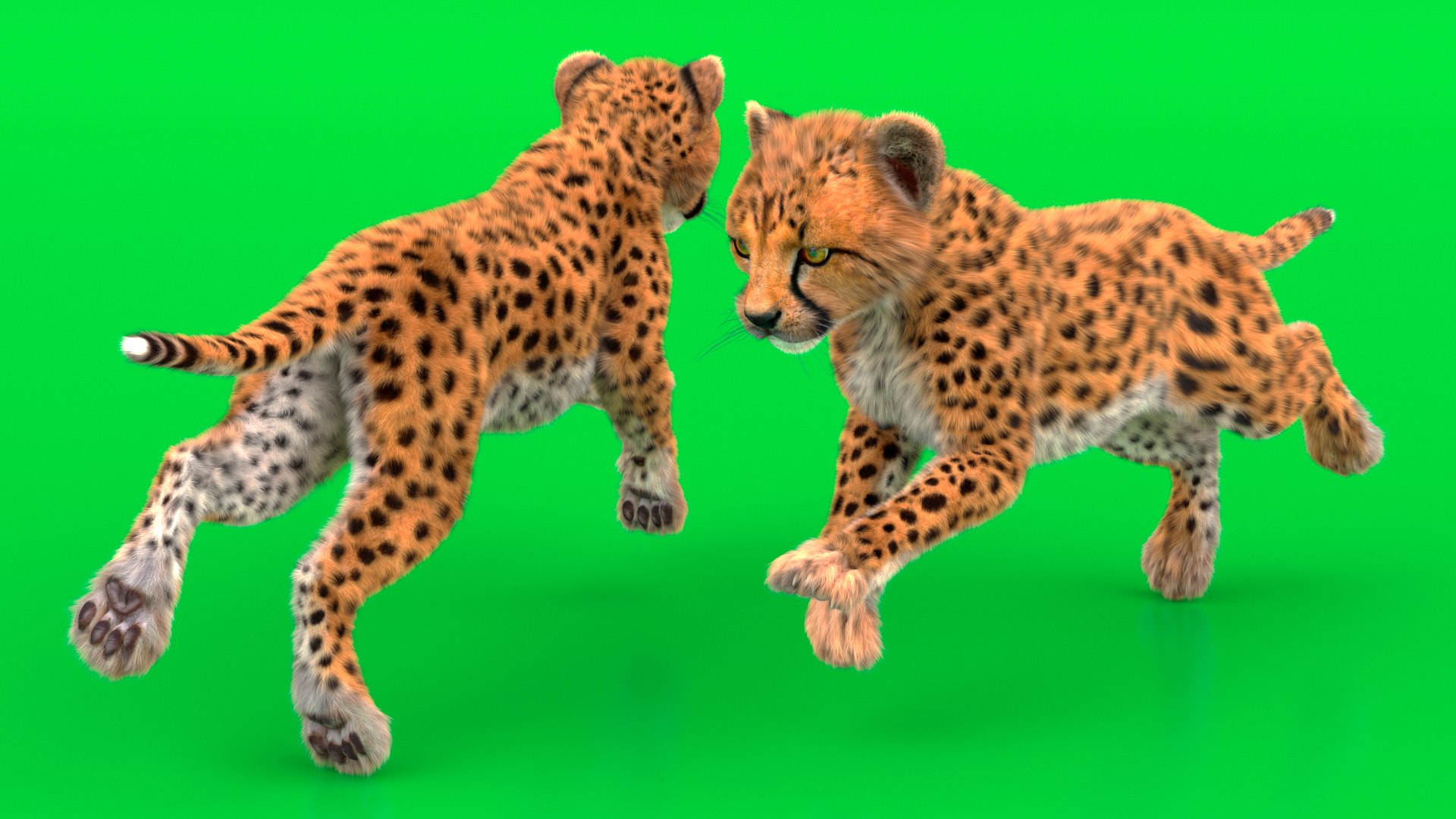 3D Cheetah Cub Running Pose Fur - TurboSquid 2359082