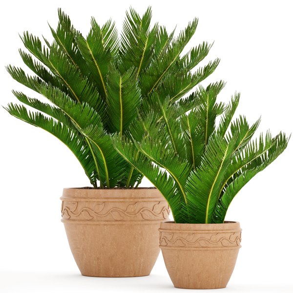 Cycas 3D Models for Download | TurboSquid