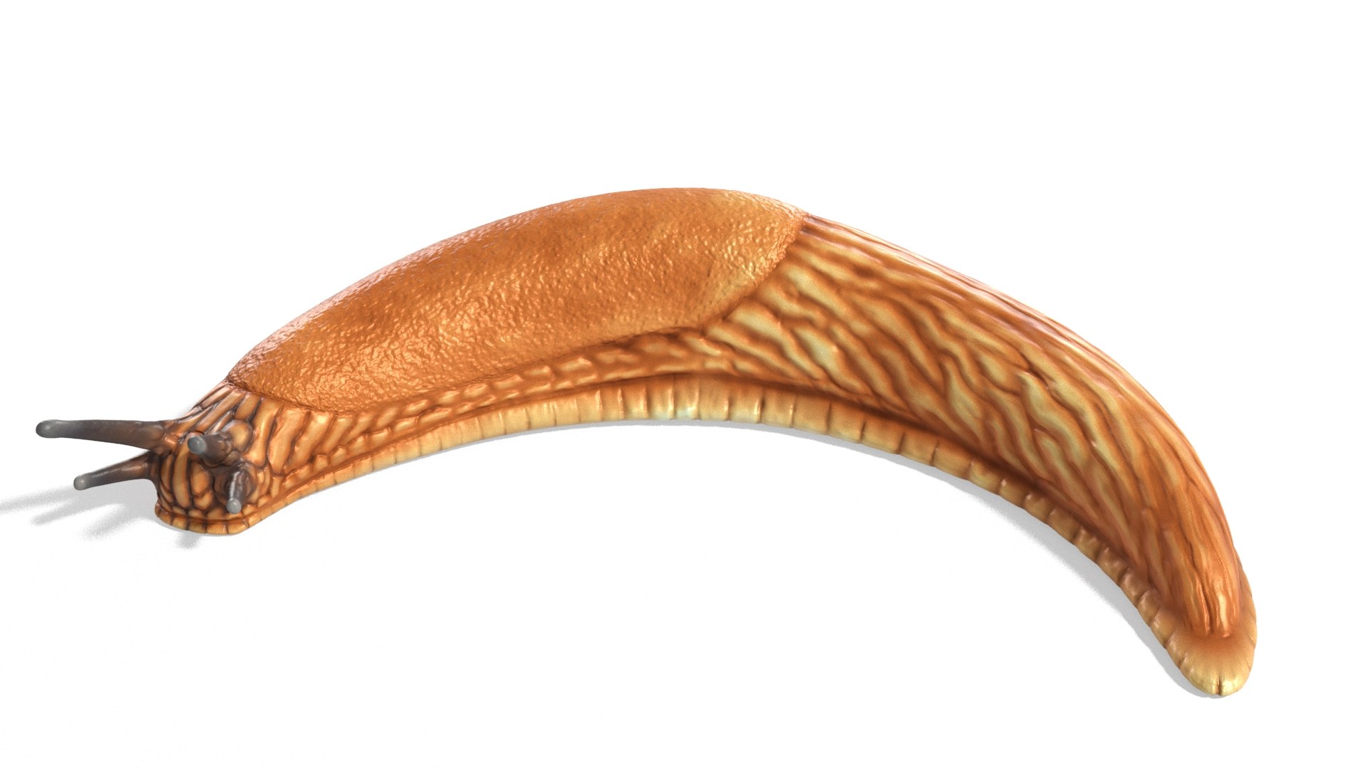 Slug 3D - TurboSquid 2037805