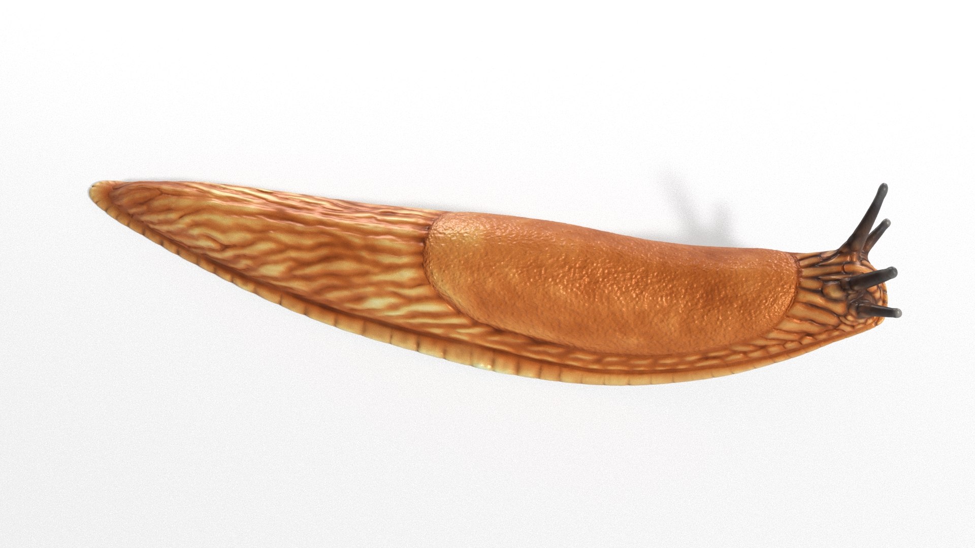 Slug 3D - TurboSquid 2037805