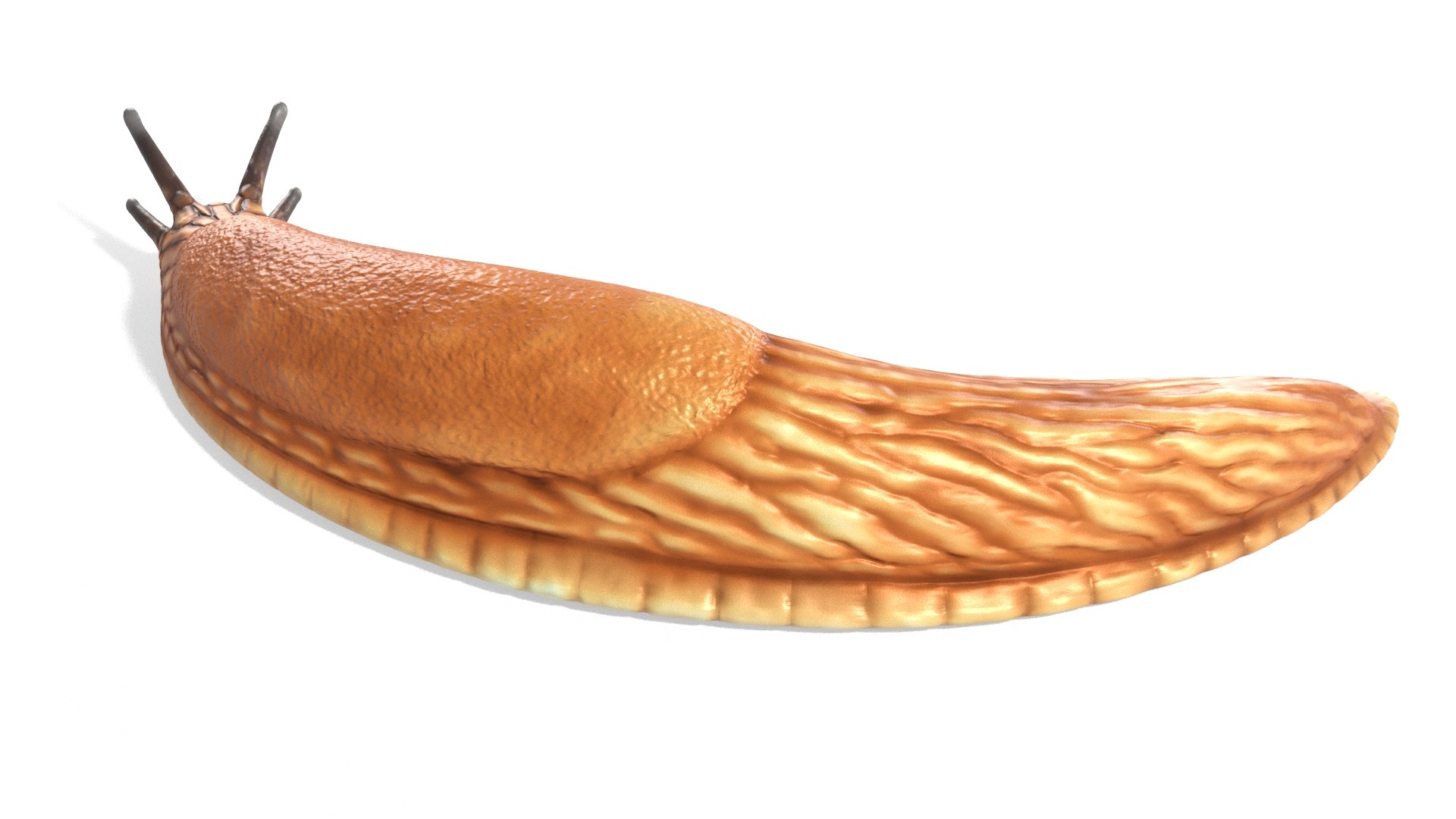Slug 3D - TurboSquid 2037805