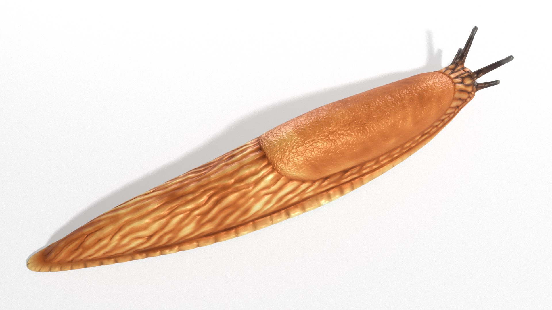 Slug 3D - TurboSquid 2037805