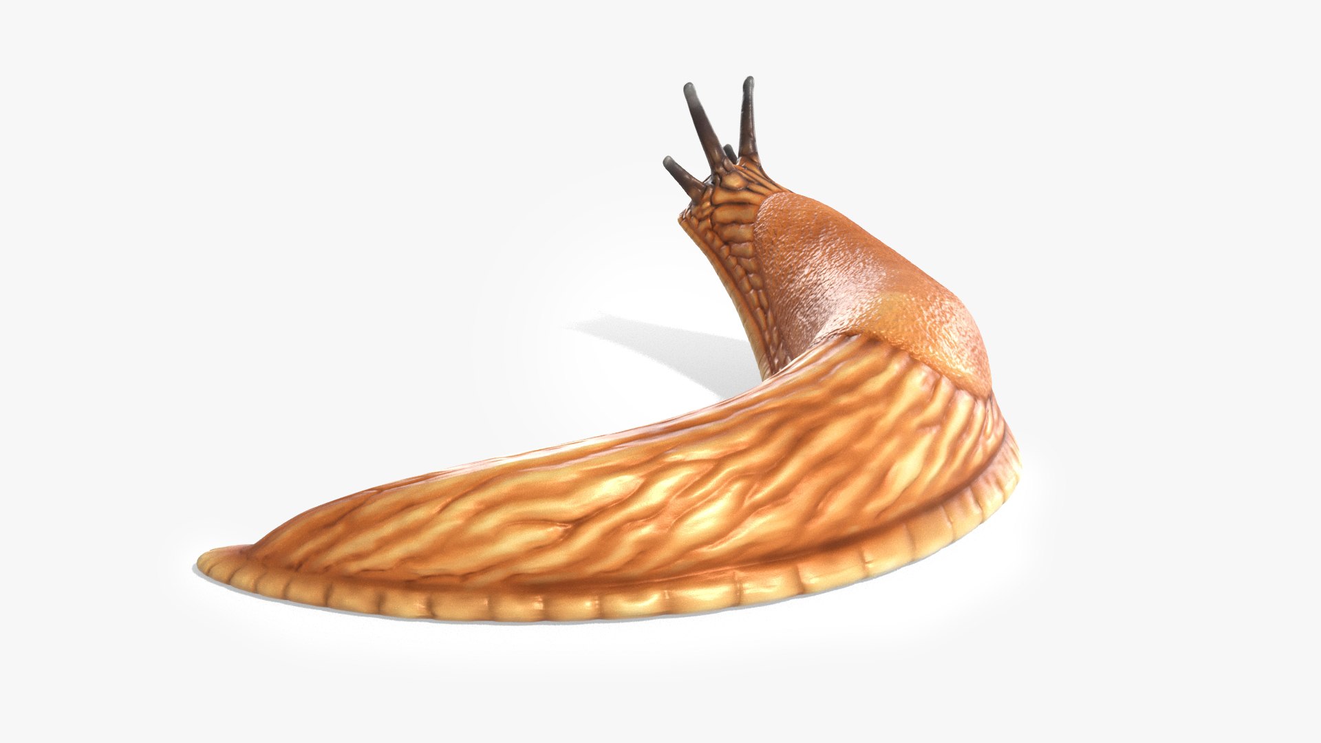 Slug 3D - TurboSquid 2037805
