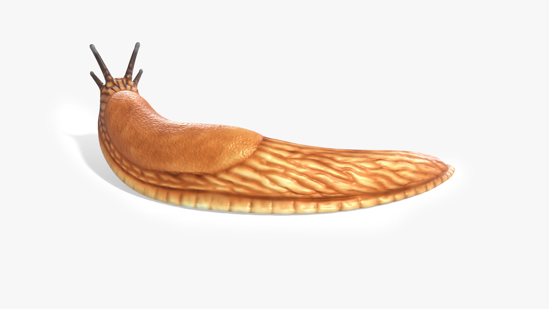 Slug 3D - TurboSquid 2037805