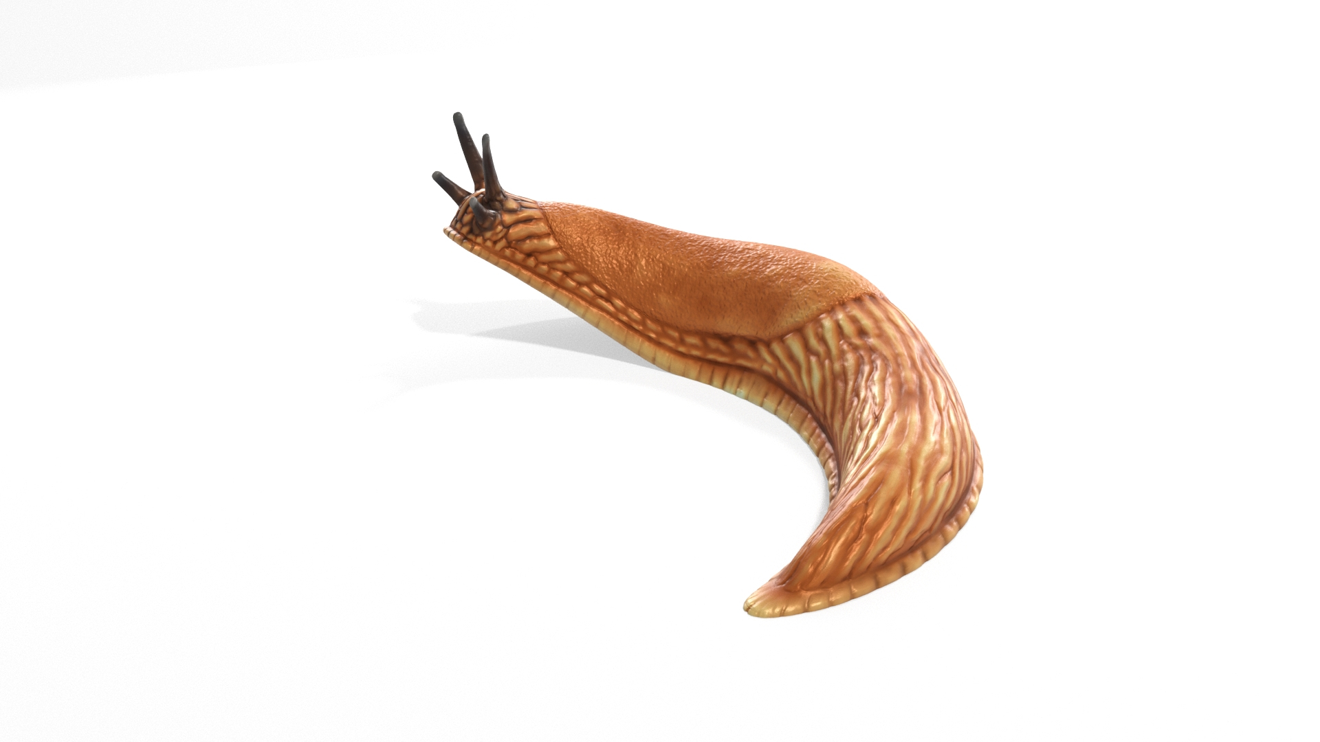 Slug 3D - TurboSquid 2037805