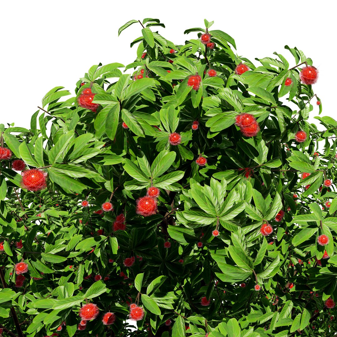 Rambutan Lychee Tree Asset 3D Model - TurboSquid 2294748